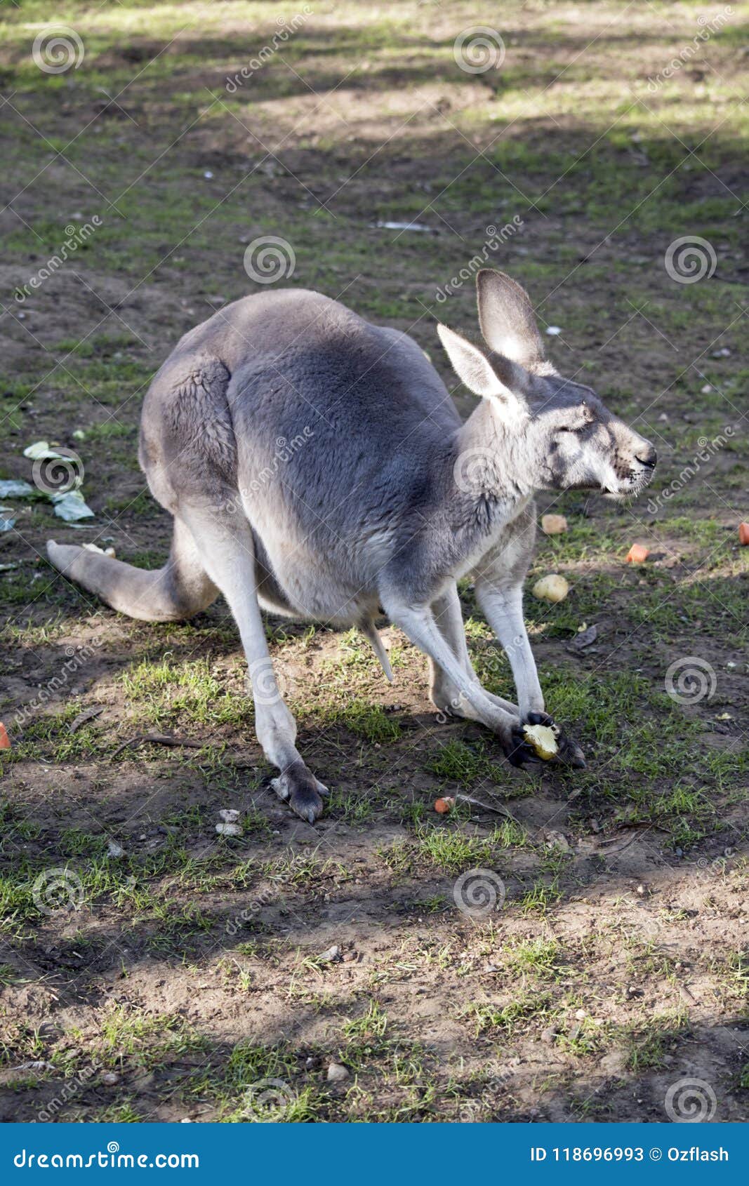 A red kangaroo stock image. Image of eyes, grey, nose - 118696993
