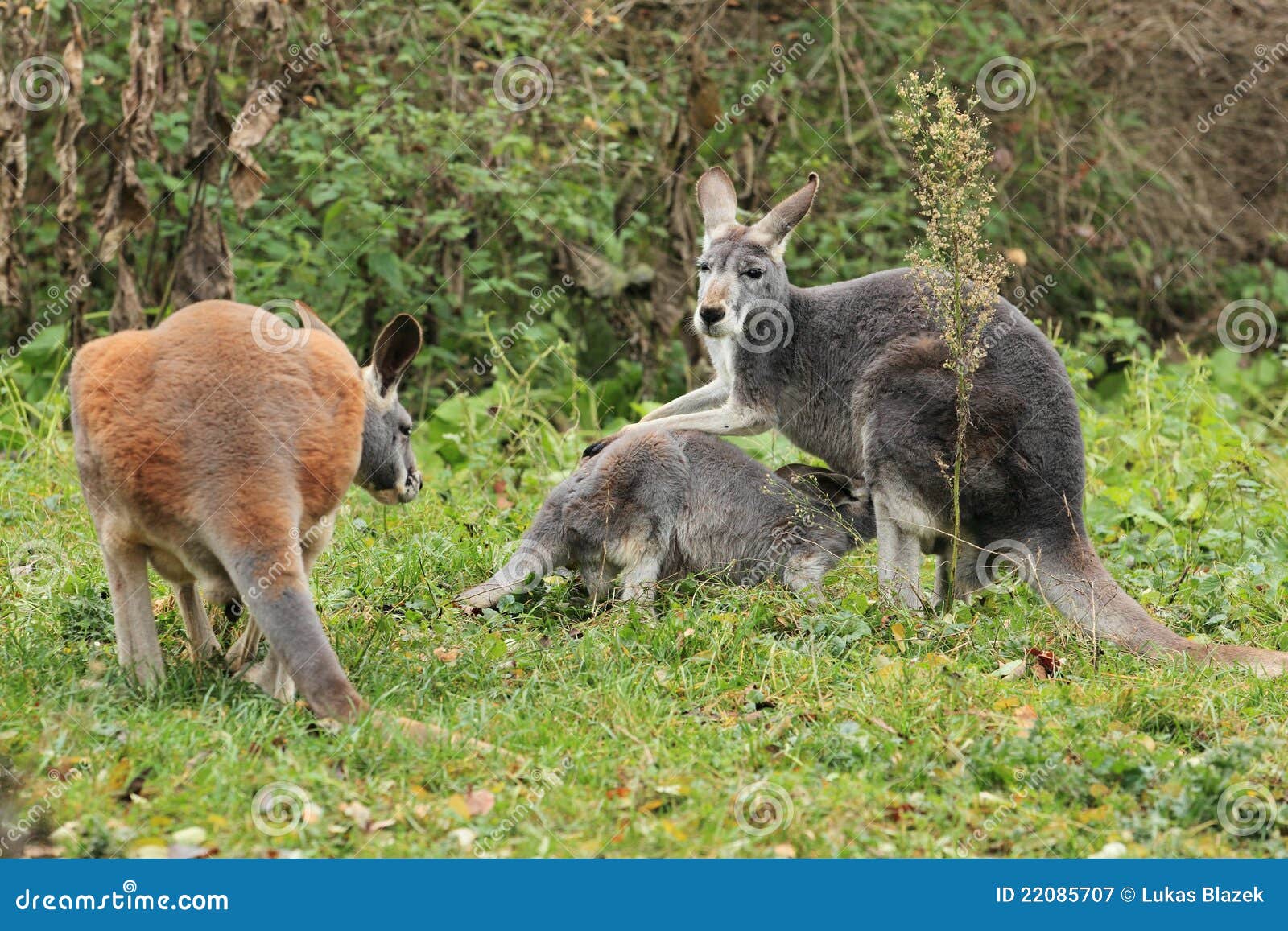 Red kangaroo family stock image. Image of suckling, grassland - 22085707
