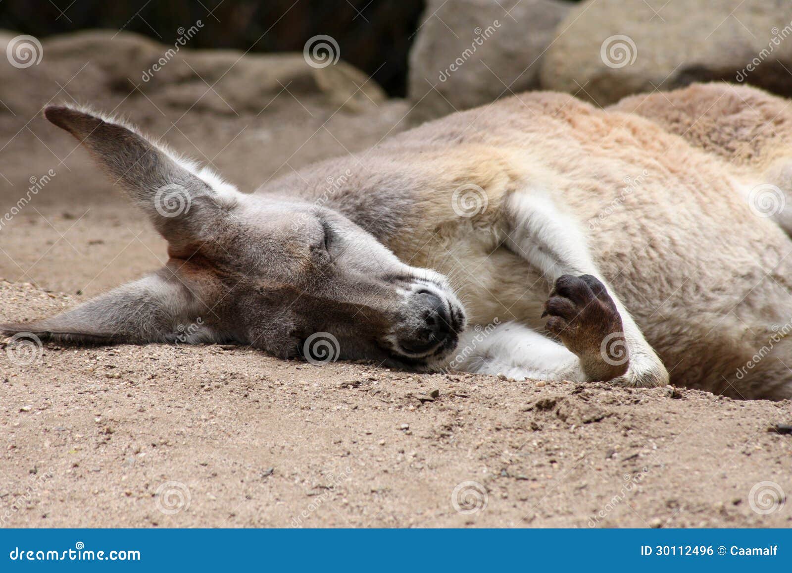Red Kangaroo sleeping stock photo. Image of tale, side - 30112496