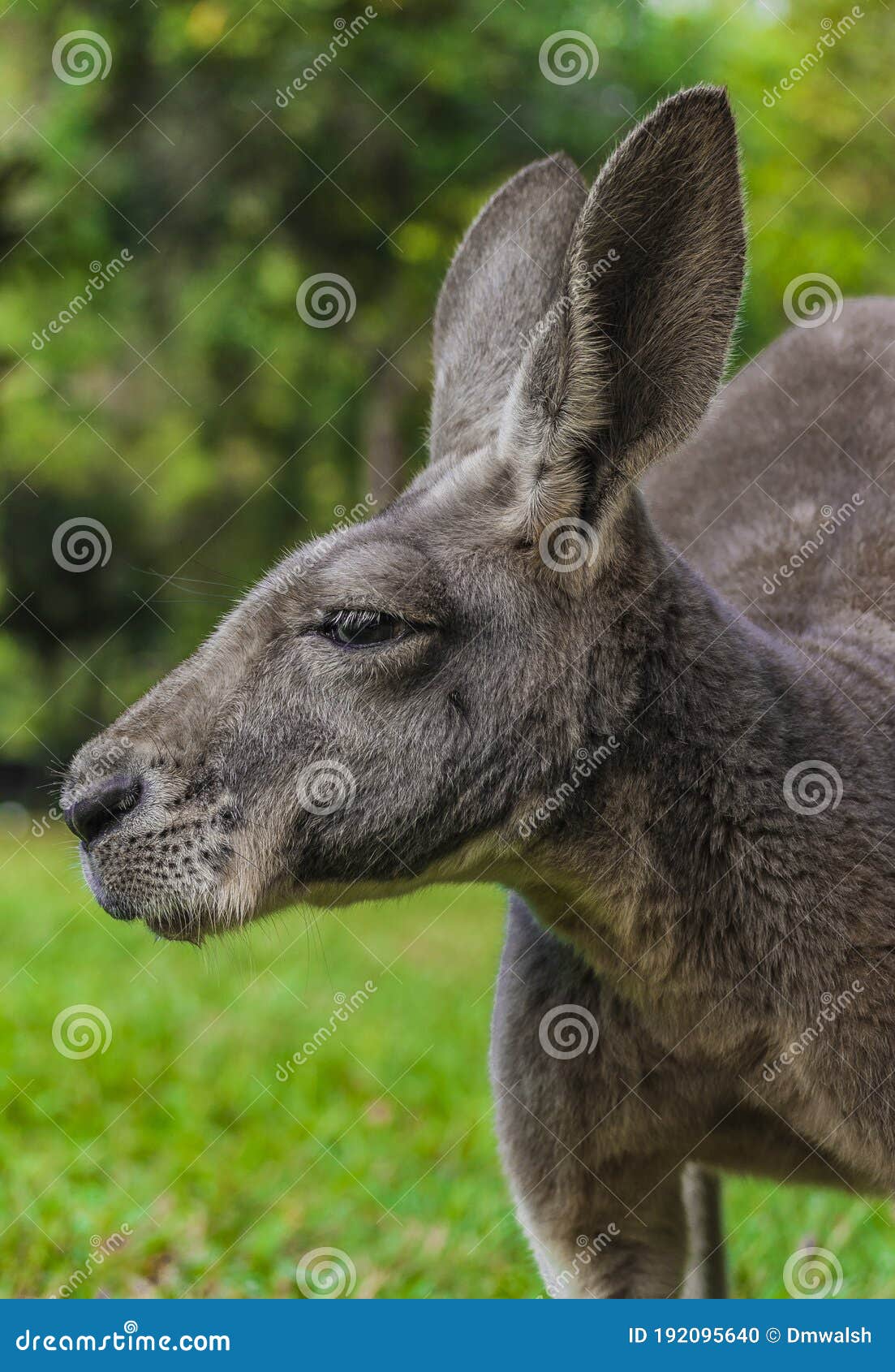 Red Kangaroo Head and Shoulders Stock Photo - Image of grey, joey ...