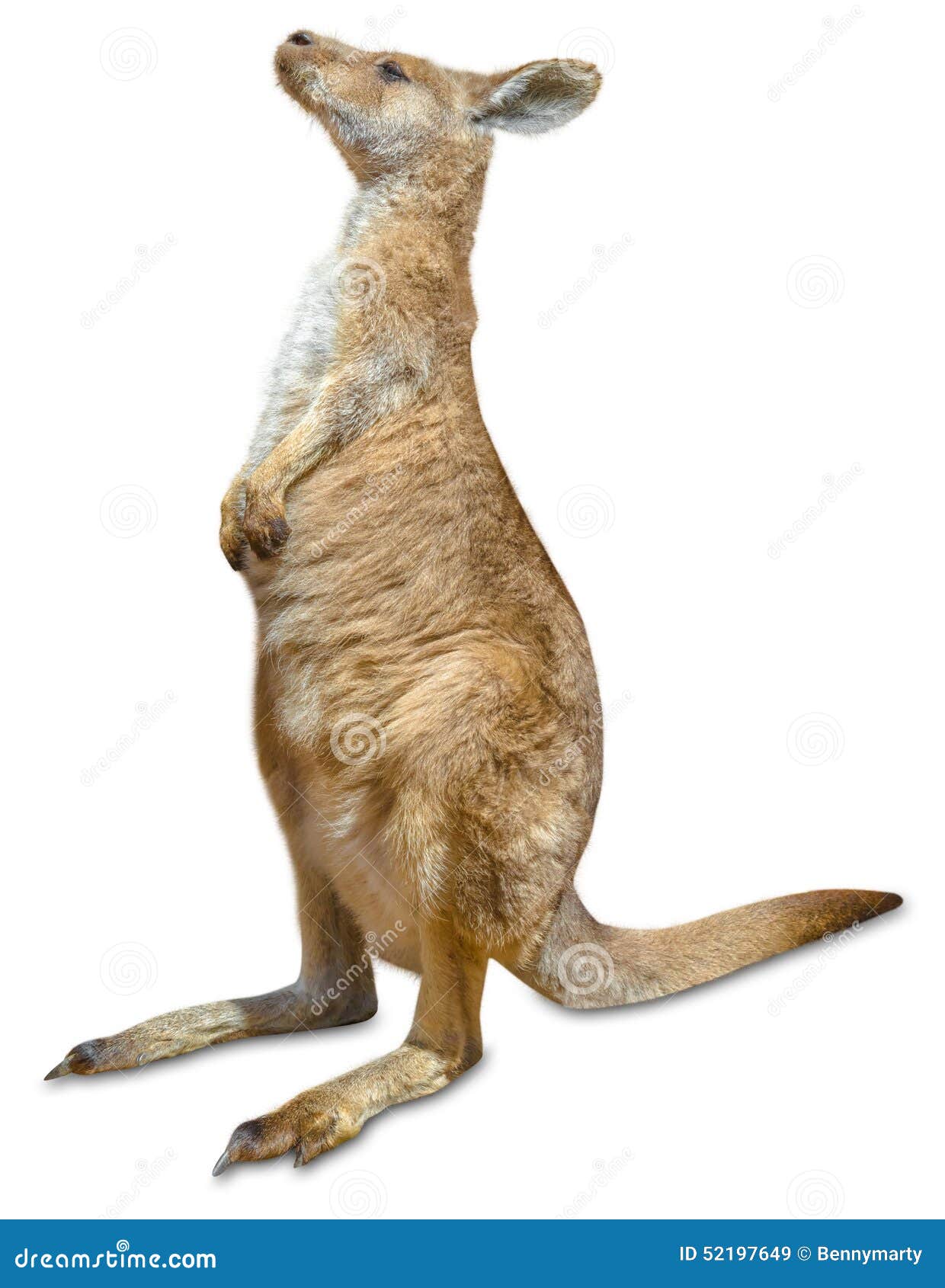 Red Kangaroo isolated stock image. Image of macropus - 52197649