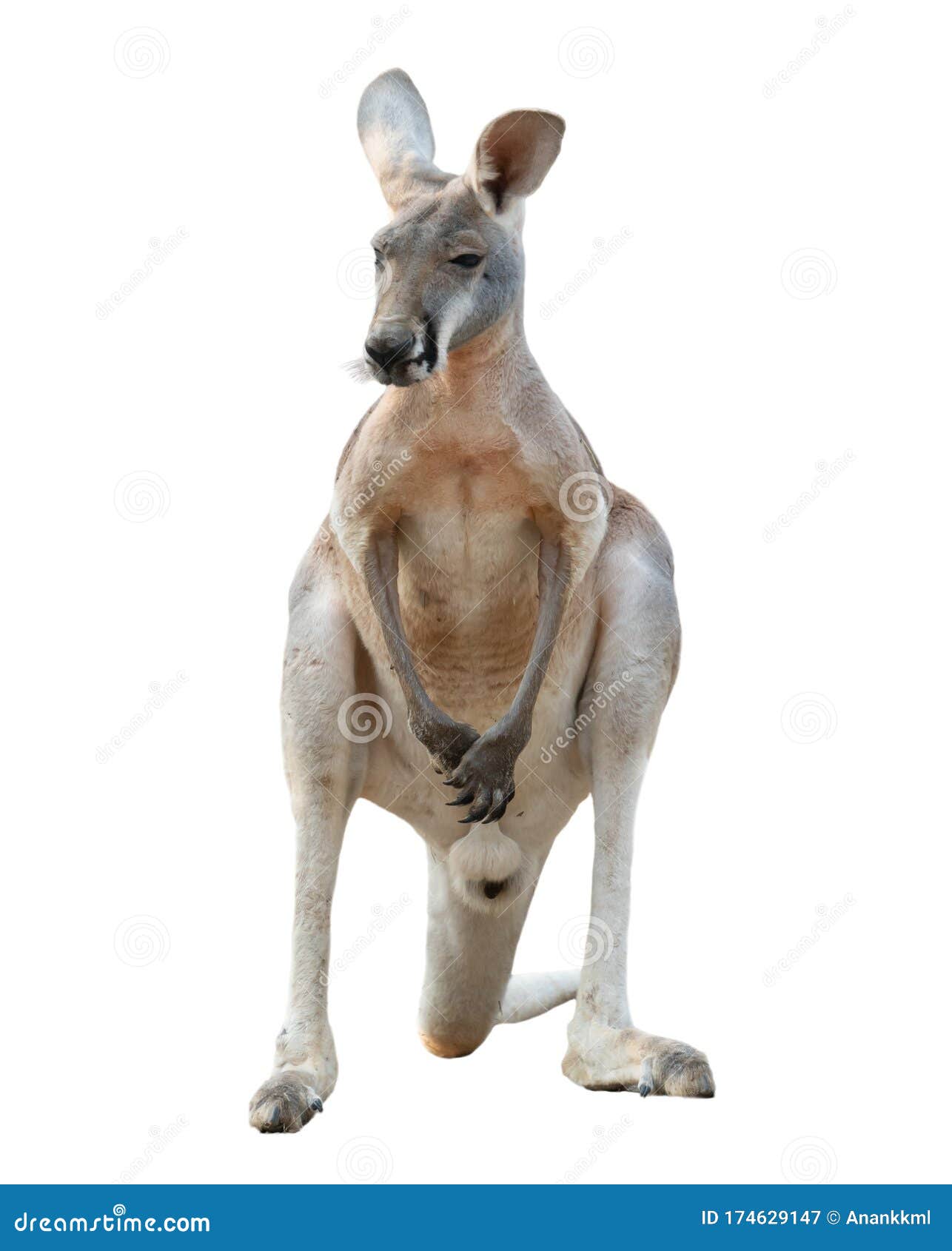 Red kangaroo isolated stock image. Image of wildlife - 174629147
