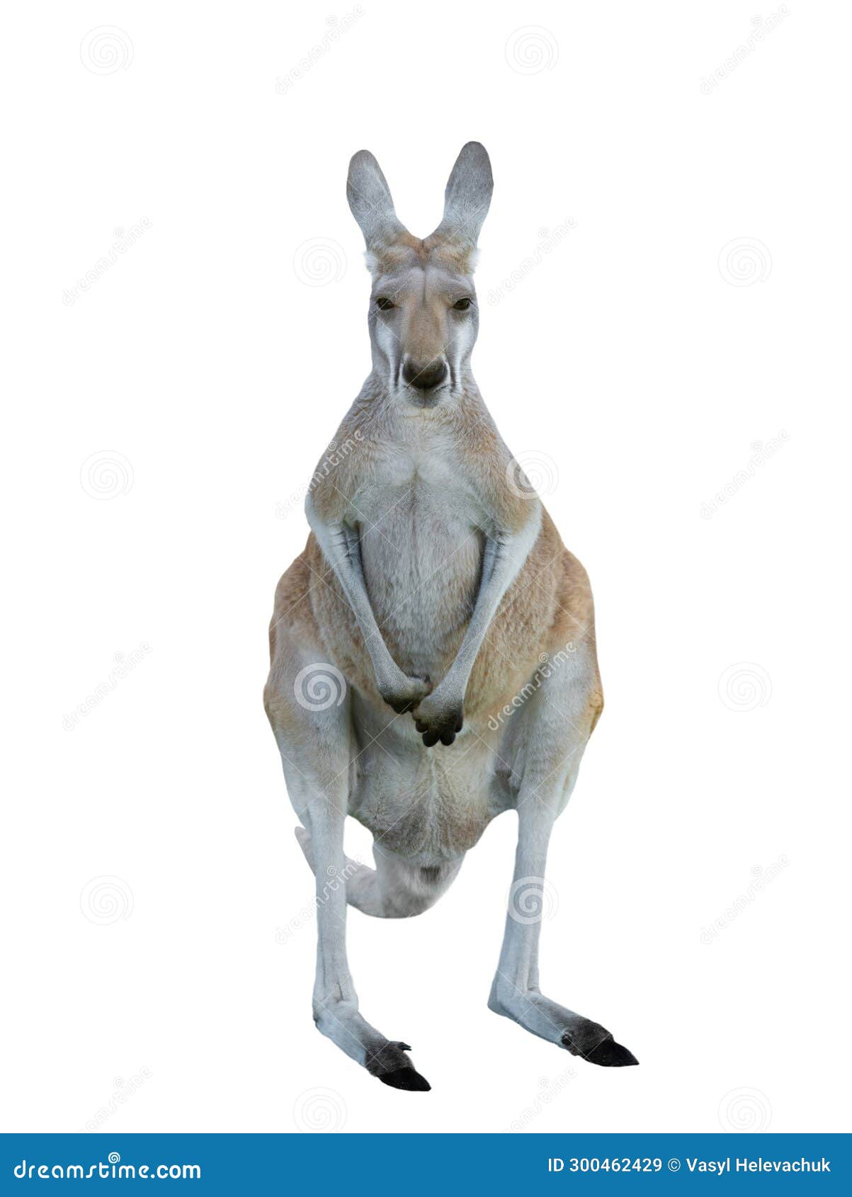 Red Kangaroo Isolated on White Background Stock Image - Image of ...
