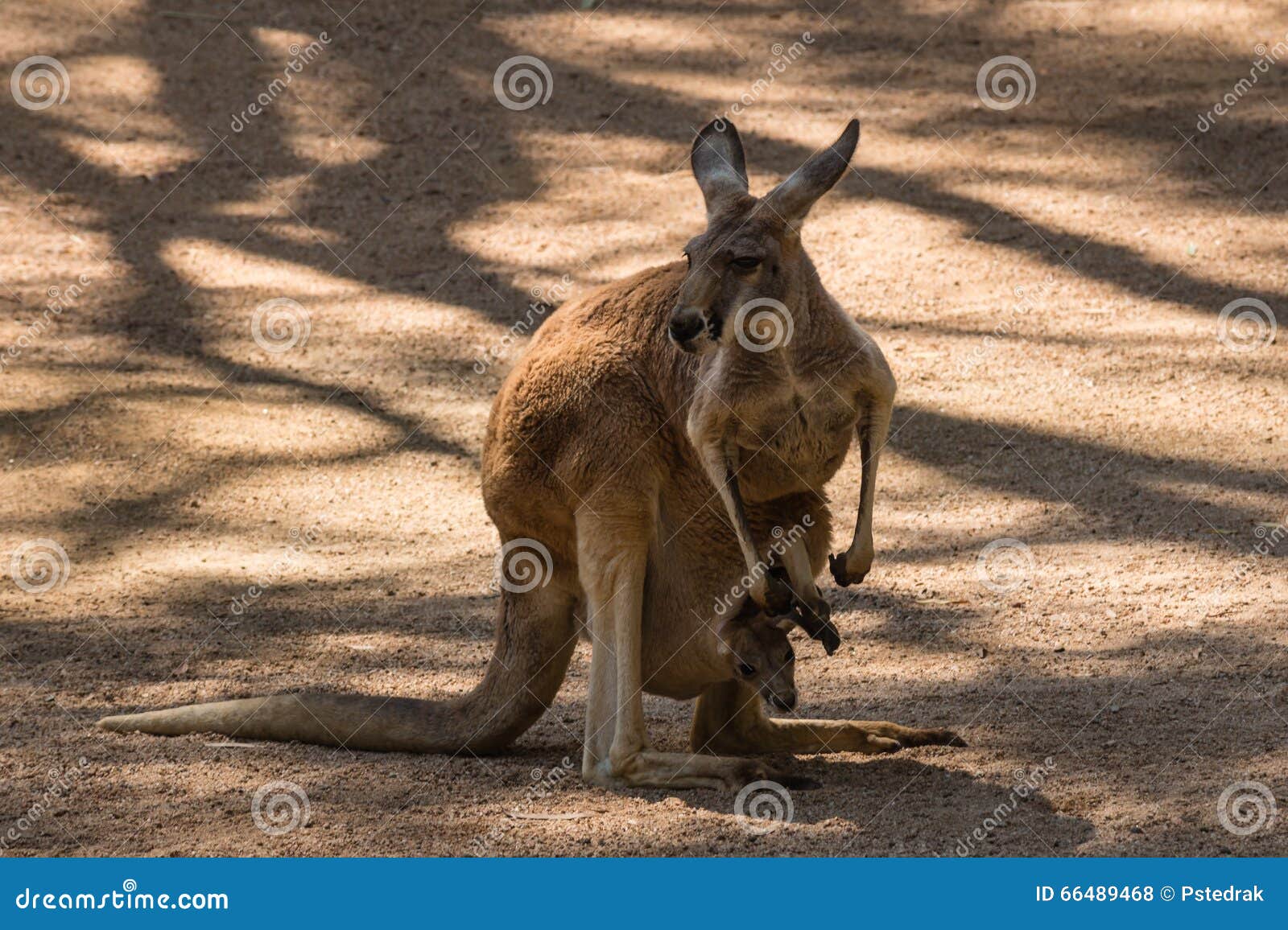 Red Kangaroo with Joey in Pouch Stock Photo - Image of pouch, baby ...
