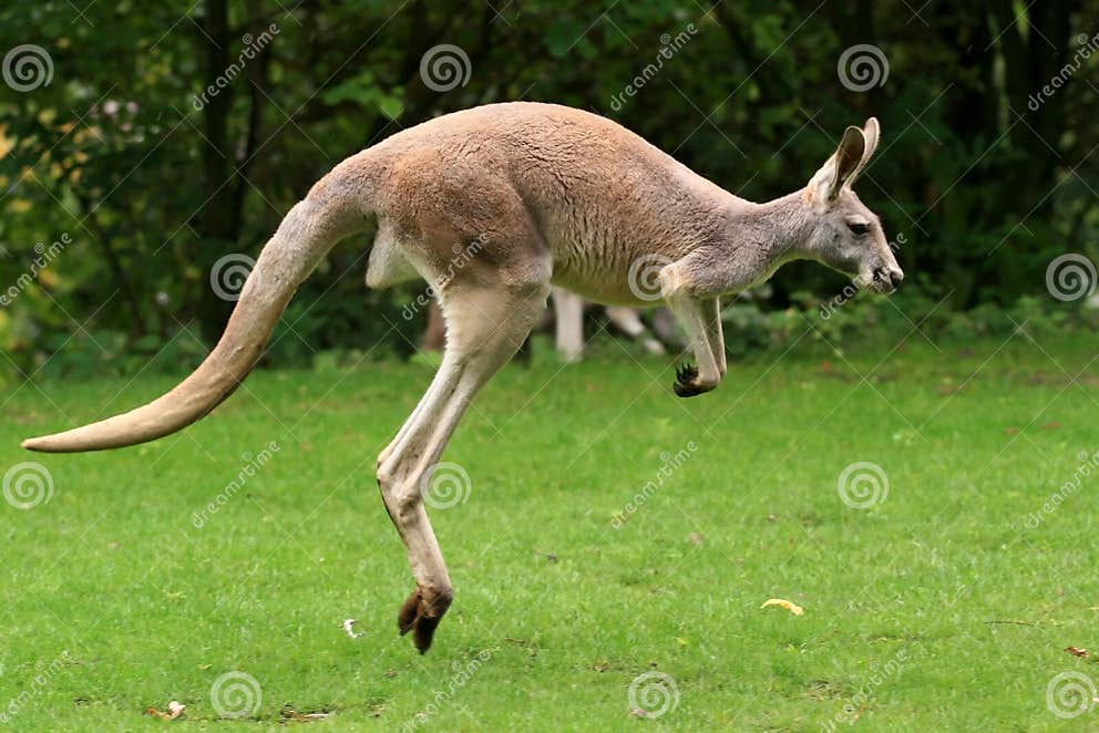 Red Kangaroo Jumping stock image. Image of looking, tale - 13197559