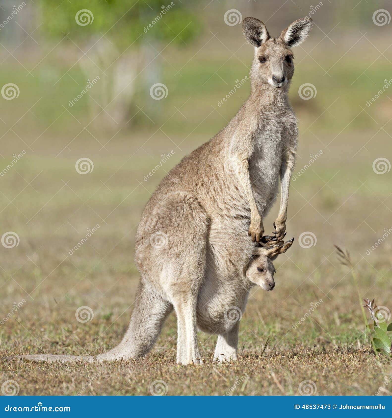 Red Kangaroo stock image. Image of joey, female, queensland - 48537473