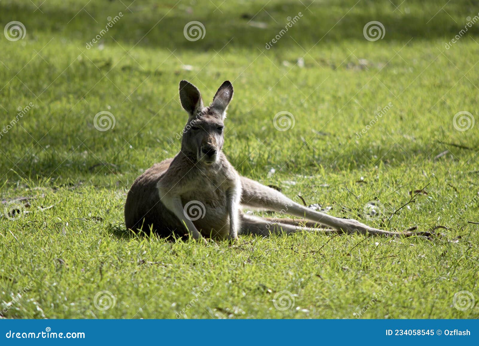The Red Kangaroo is Resting on Grass Stock Image - Image of wildlife ...
