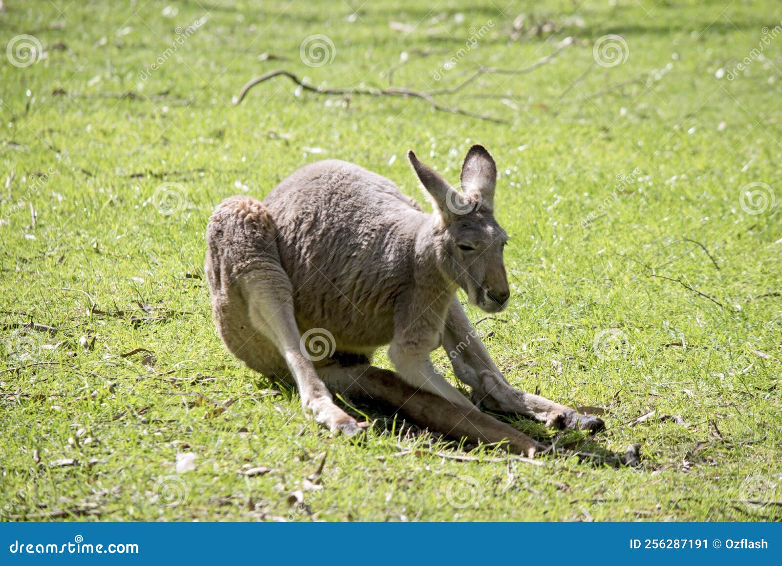 The Red Kangaroo is Resting in the Field Stock Image - Image of eyes ...
