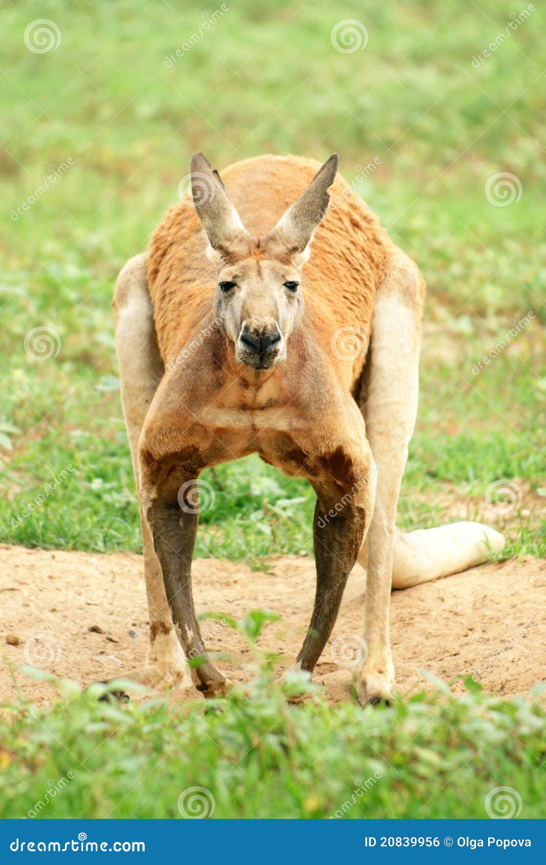 Red Kangaroo Looking at Camera. Stock Photo - Image of australia ...