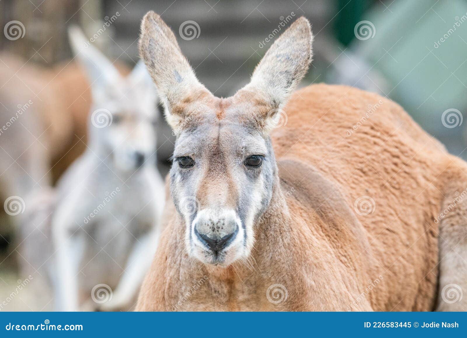 Red Kangaroo Looking into the Camera Stock Image - Image of nature ...