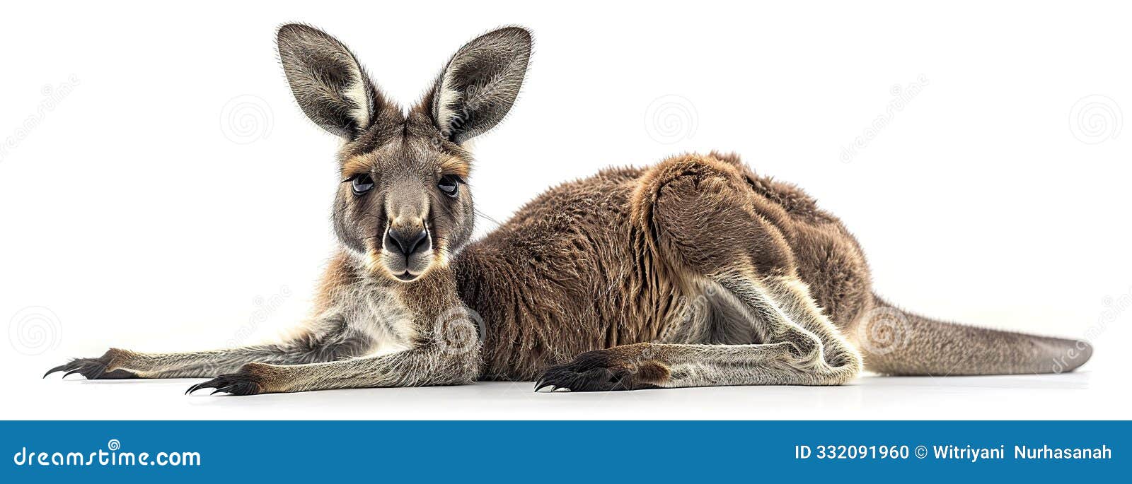 A Red Kangaroo Lying Down stock illustration. Illustration of wildlife ...