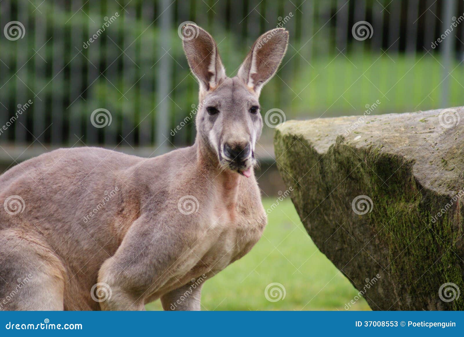 Red Kangaroo - Macropus Rufus Stock Image - Image of oceania, animalia ...