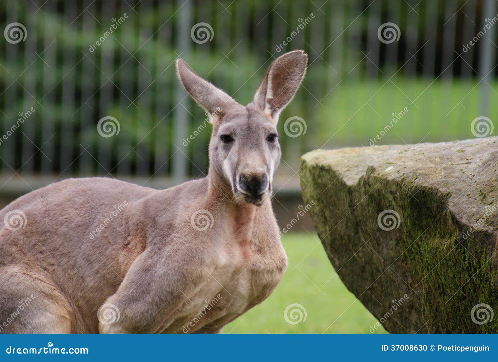 Red Kangaroo - Macropus Rufus Stock Photo - Image of creature, animal ...