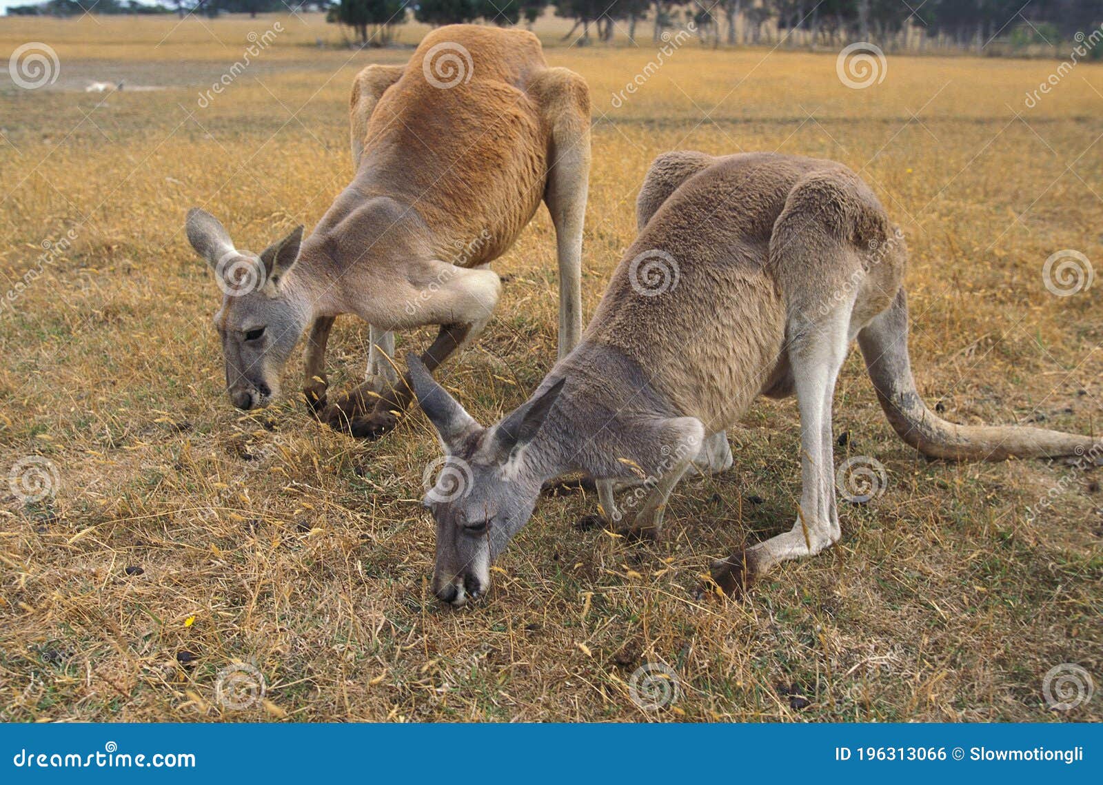 Red Kangaroo, Macropus Rufus, Adults Eating Grass, Australia Stock ...