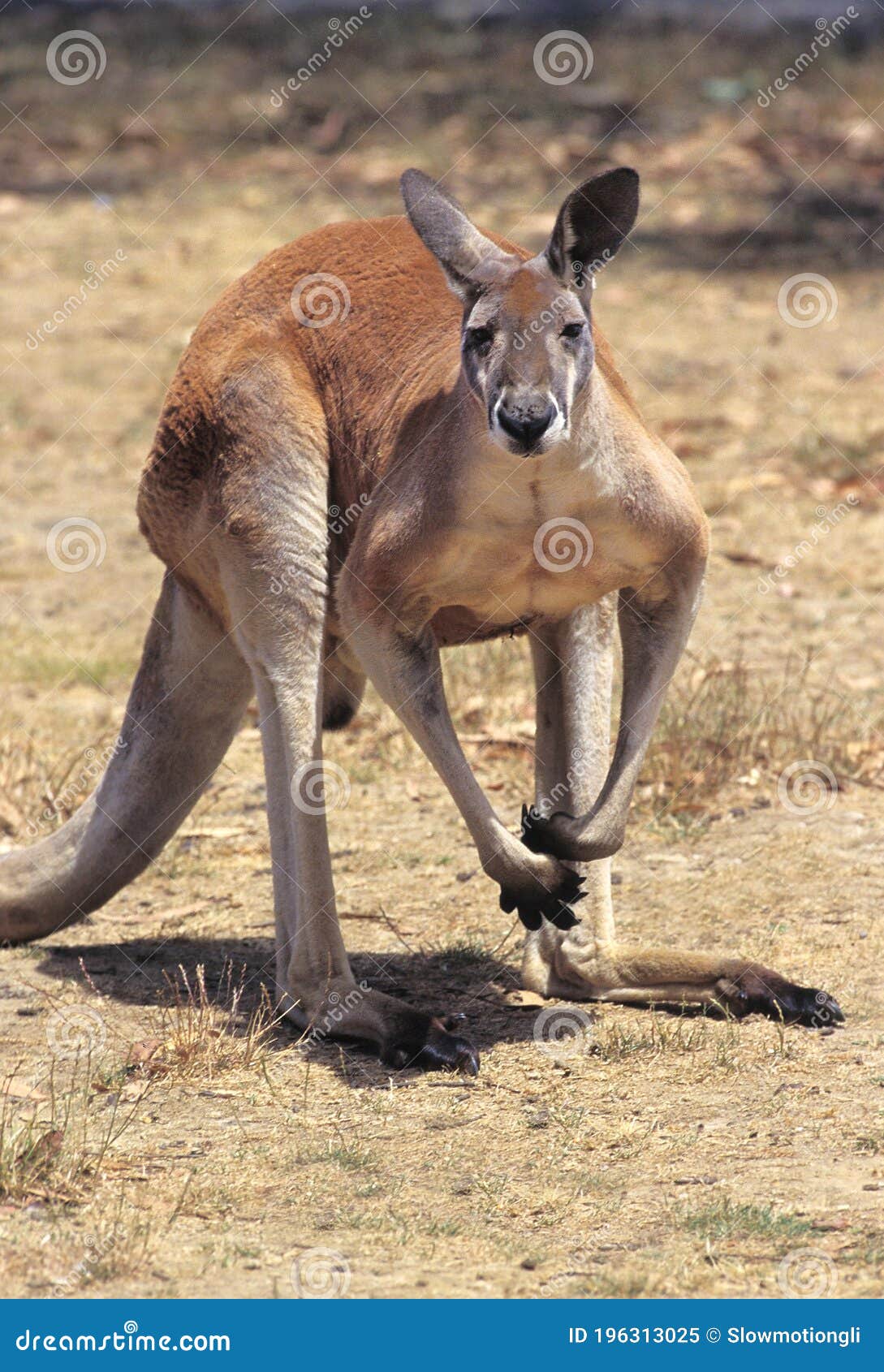 Red Kangaroo, Macropus Rufus, Australia Stock Image - Image of length ...