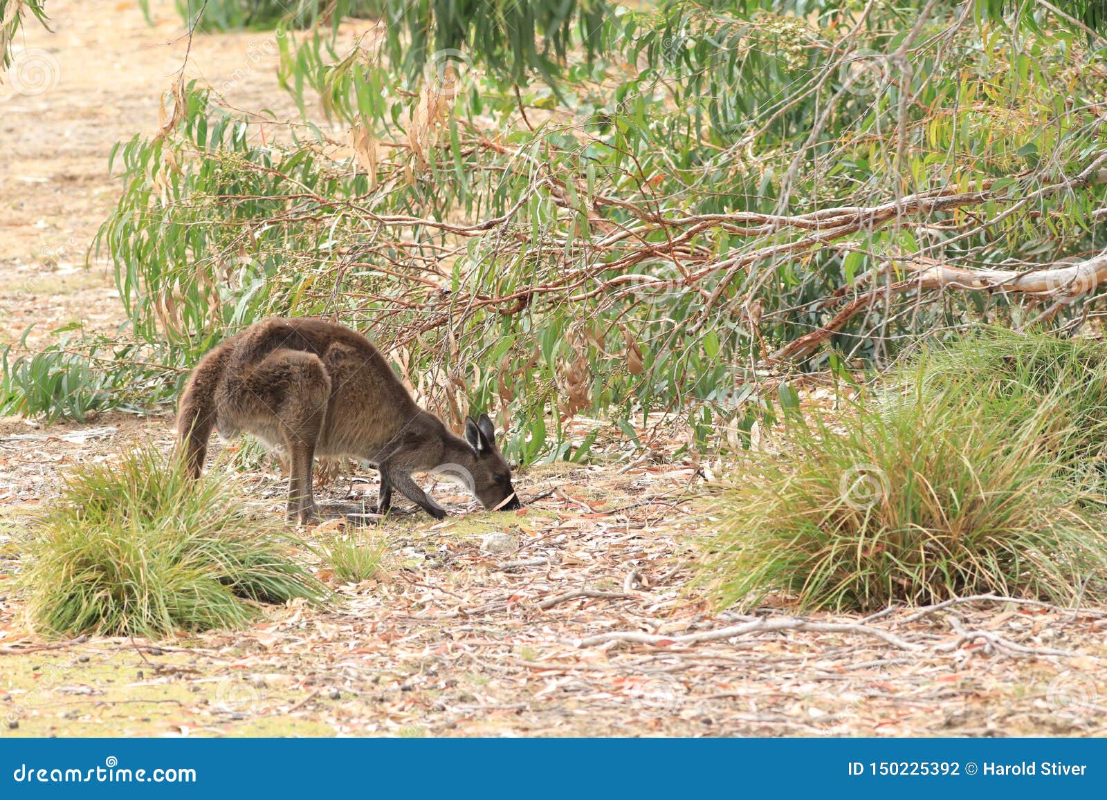 Red Kangaroo, Macropus Rufus, Eating Stock Photo - Image of mammal ...