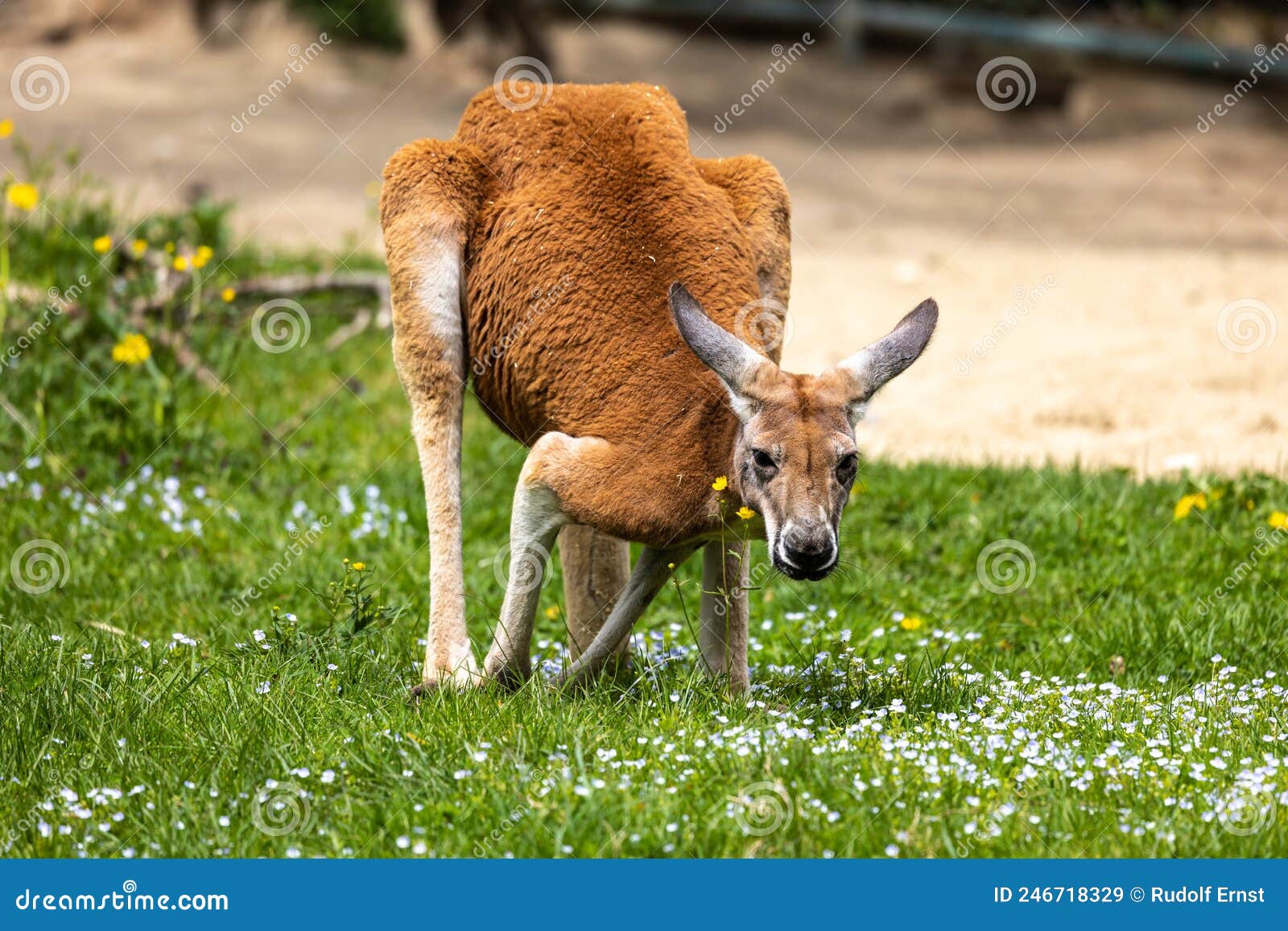 Red Kangaroo, Macropus Rufus in a German Park Stock Image - Image of ...