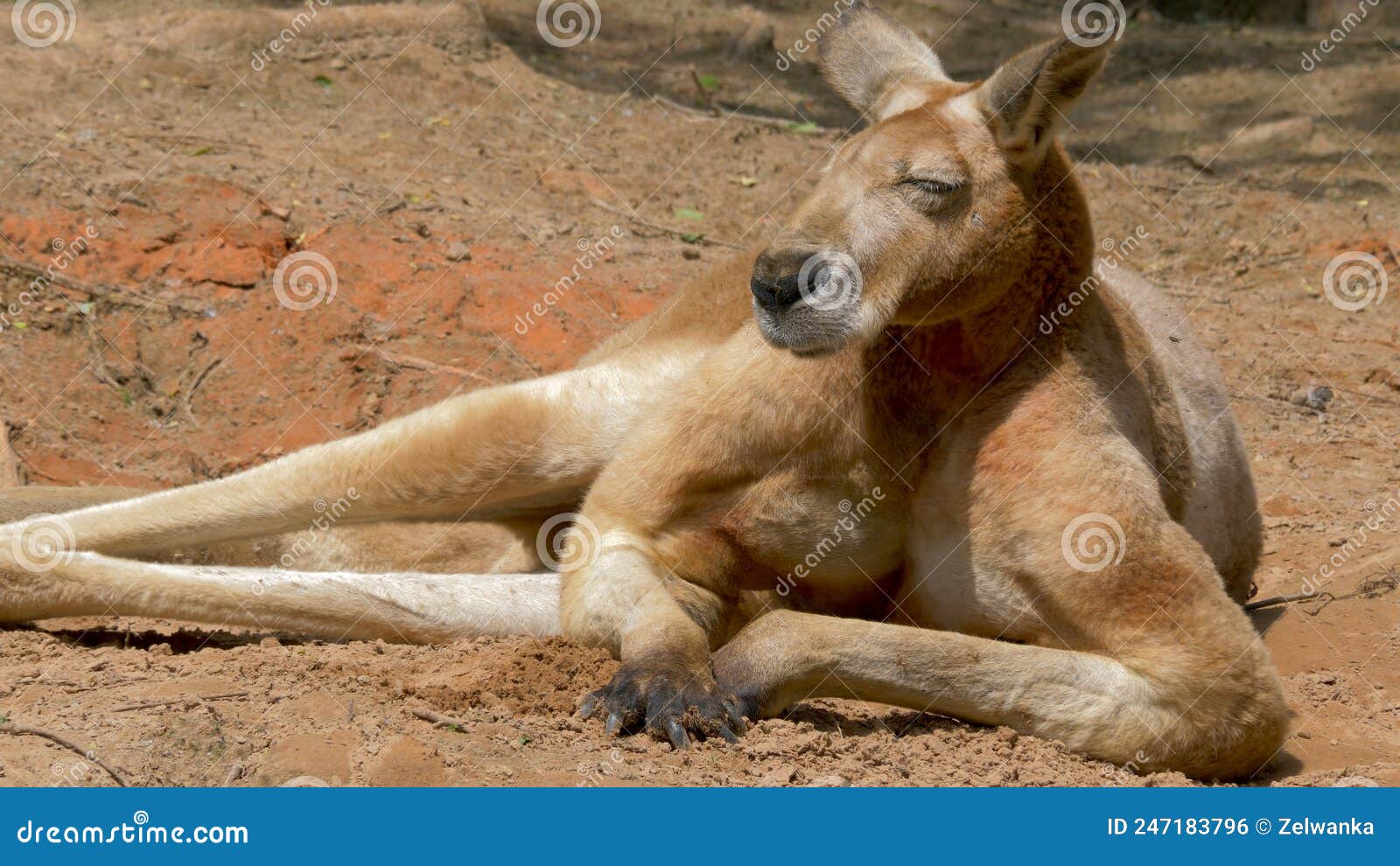 The Red Kangaroo. Macropus Rufus Stock Photo - Image of macropus ...