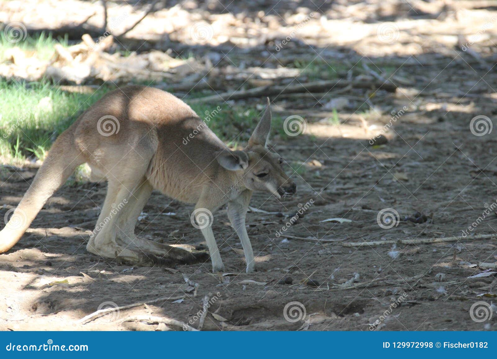 Red Kangaroo Macropus Rufus 7 Stock Photo - Image of macropus, wild ...