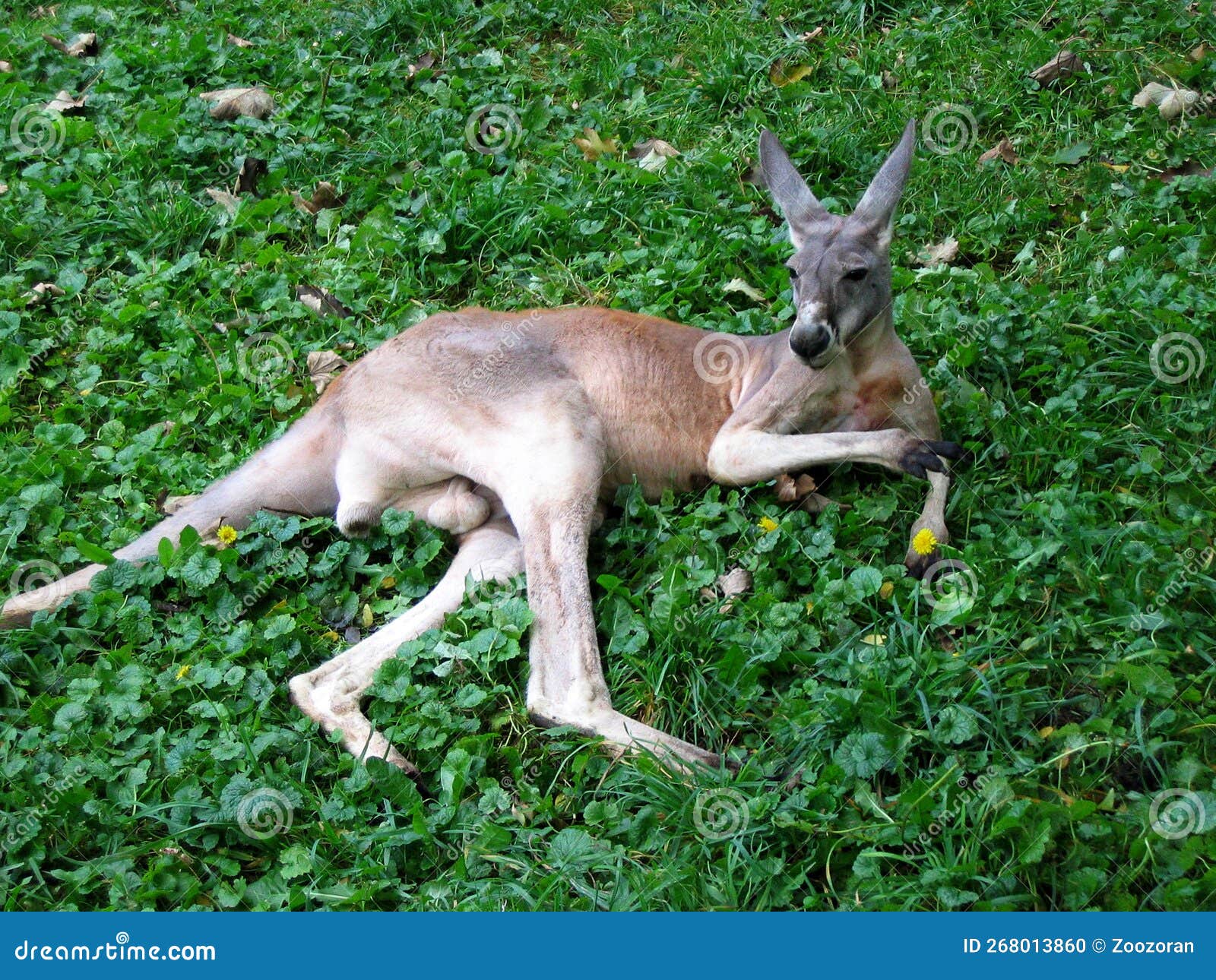 Red Kangaroo (Macropus Rufus) Stock Photo - Image of kangaroo ...