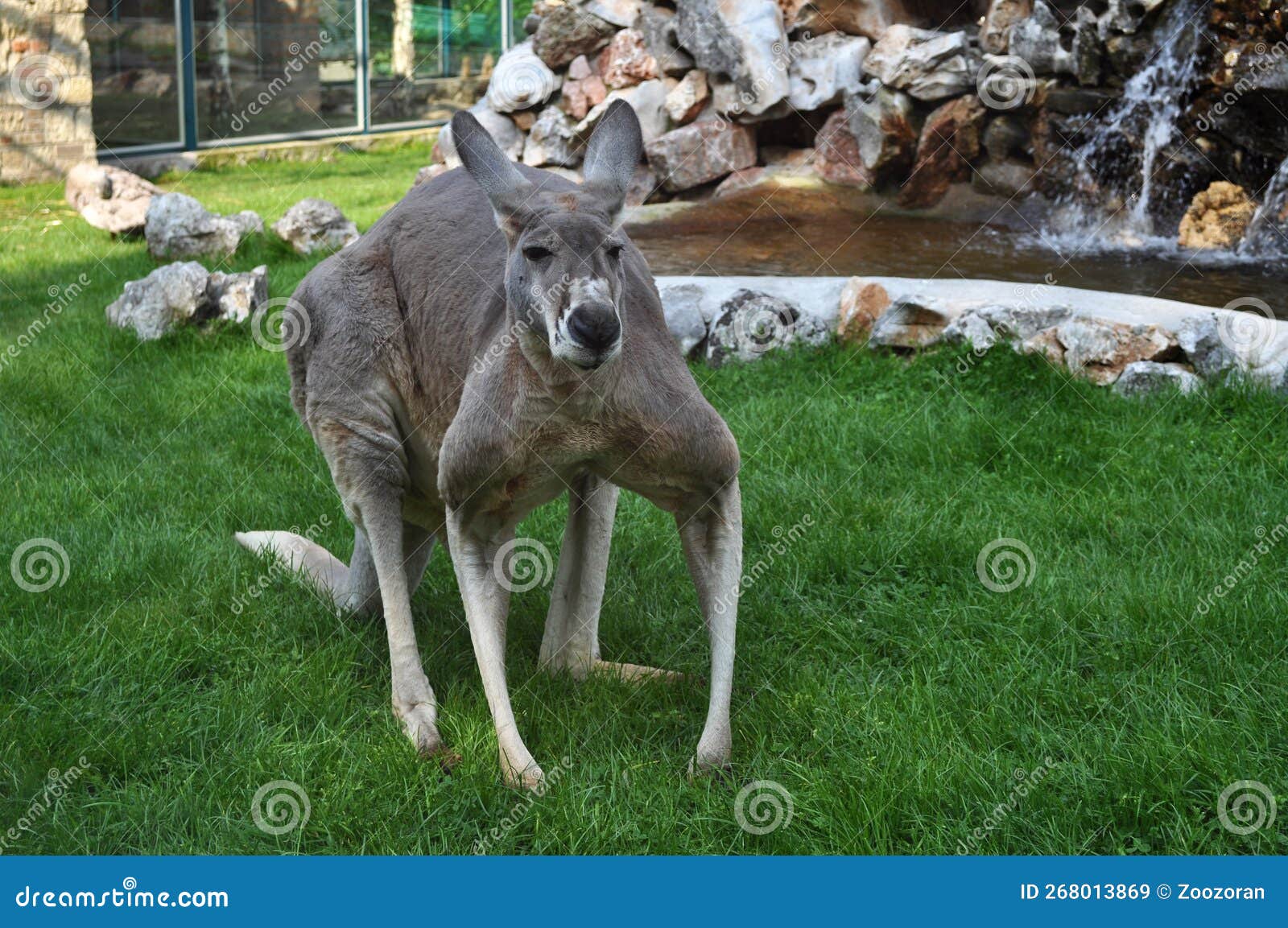 Red Kangaroo (Macropus Rufus) Stock Image - Image of kangaroo, rufus ...