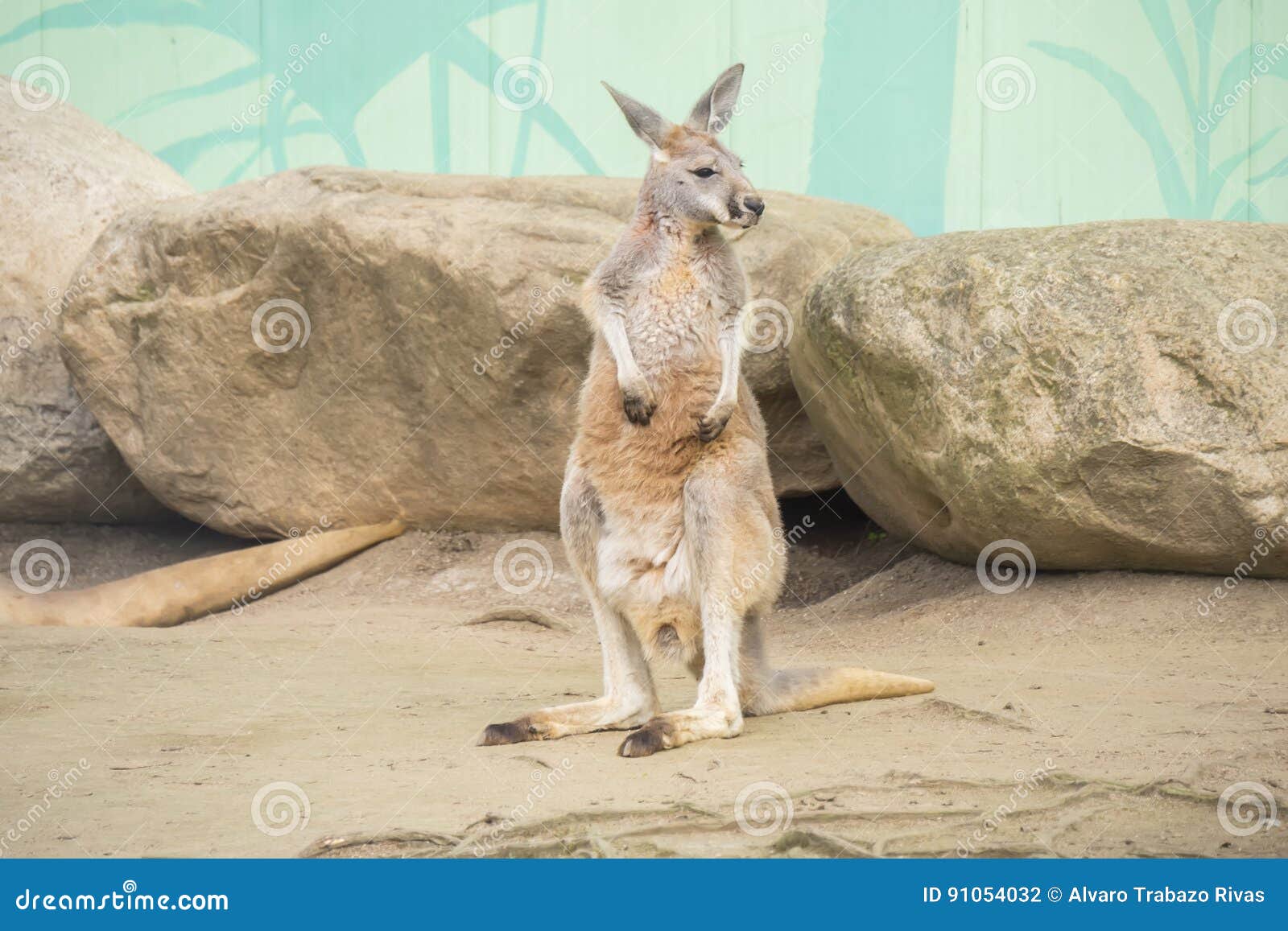 Red Kangaroo, Macropus Rufus Stock Photo - Image of fauna, macropodidae ...