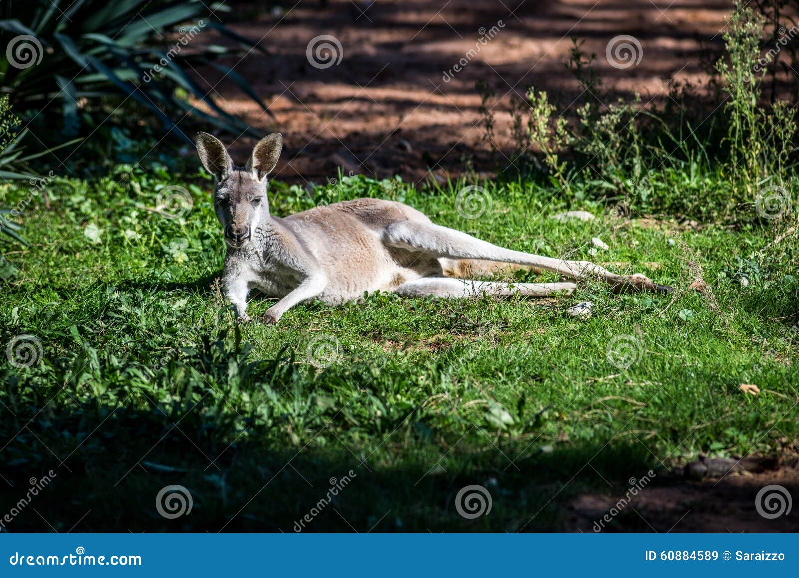 Red Kangaroo - Macropus Rufus Stock Image - Image of mammal, wildlife ...