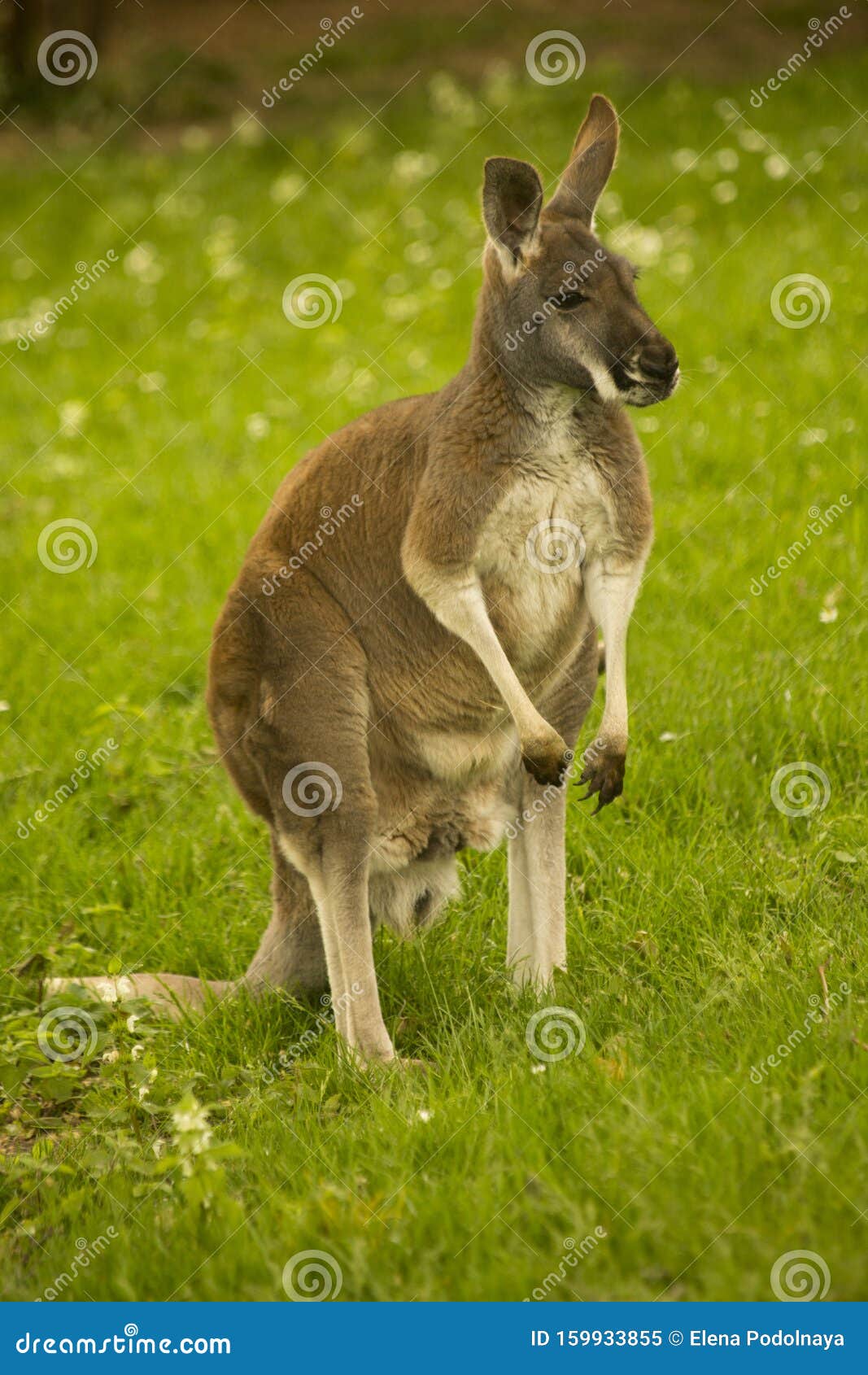 The Red Kangaroo Macropus Rufus. Stock Image - Image of rufus, mammal ...
