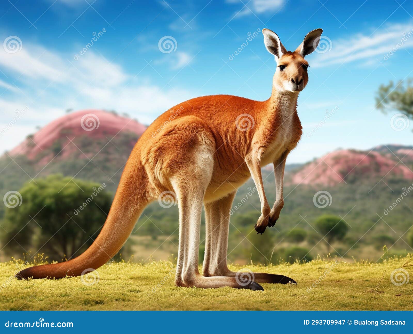 Red Kangaroo stock illustration. Illustration of profile - 293709947