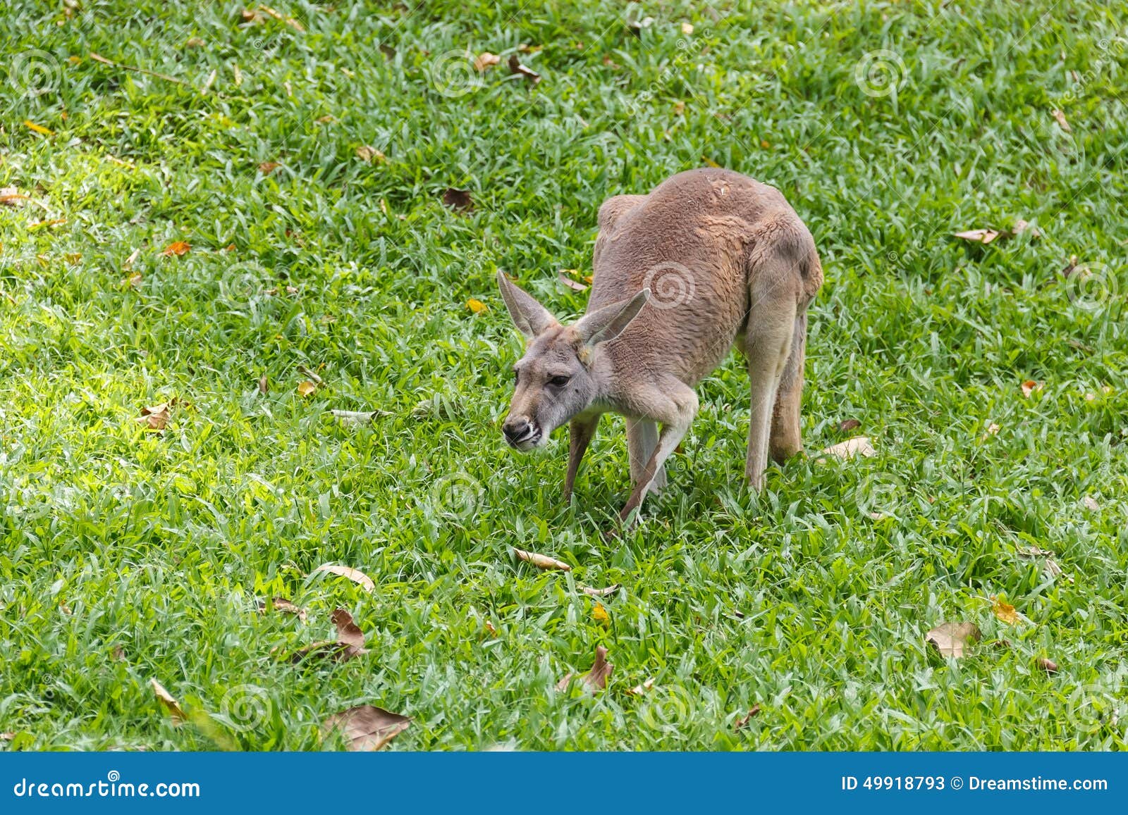 Red Kangaroo. stock image. Image of nimal, green, desert - 49918793