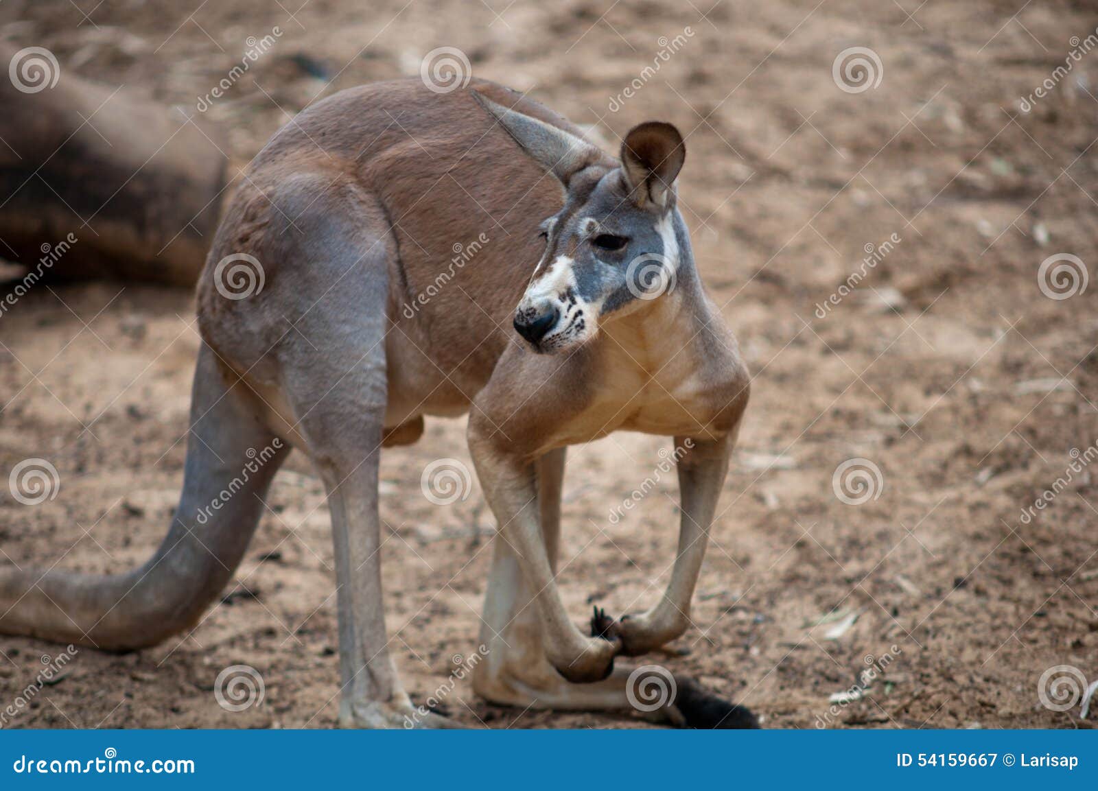 Red kangaroo . stock image. Image of wild, outdoors, backgrounds - 54159667