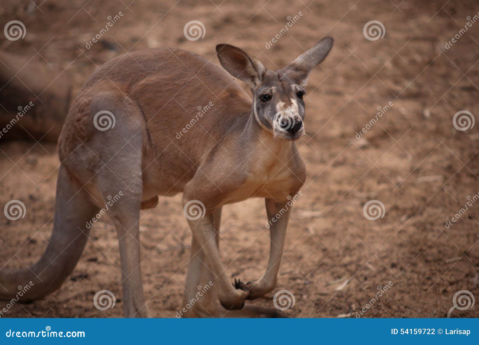 Red kangaroo . stock photo. Image of pouch, backgrounds - 54159722