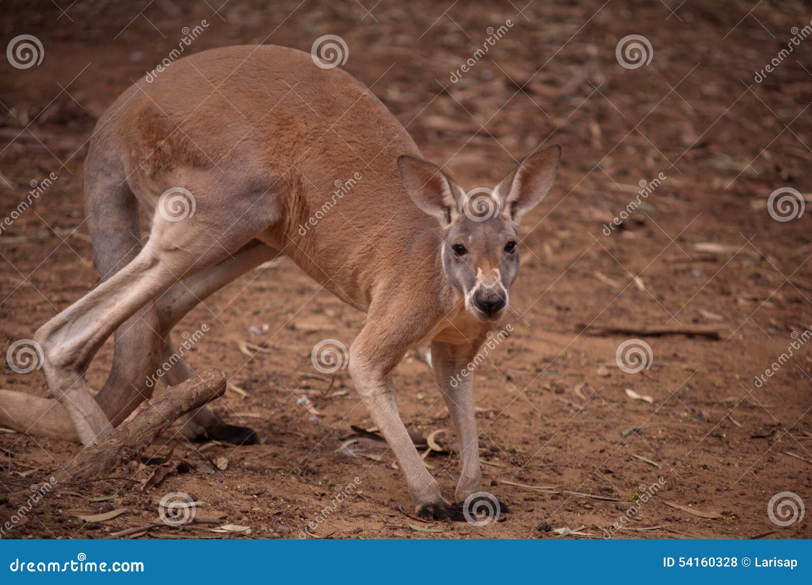 Red kangaroo . stock photo. Image of wild, animals, mammals - 54160328