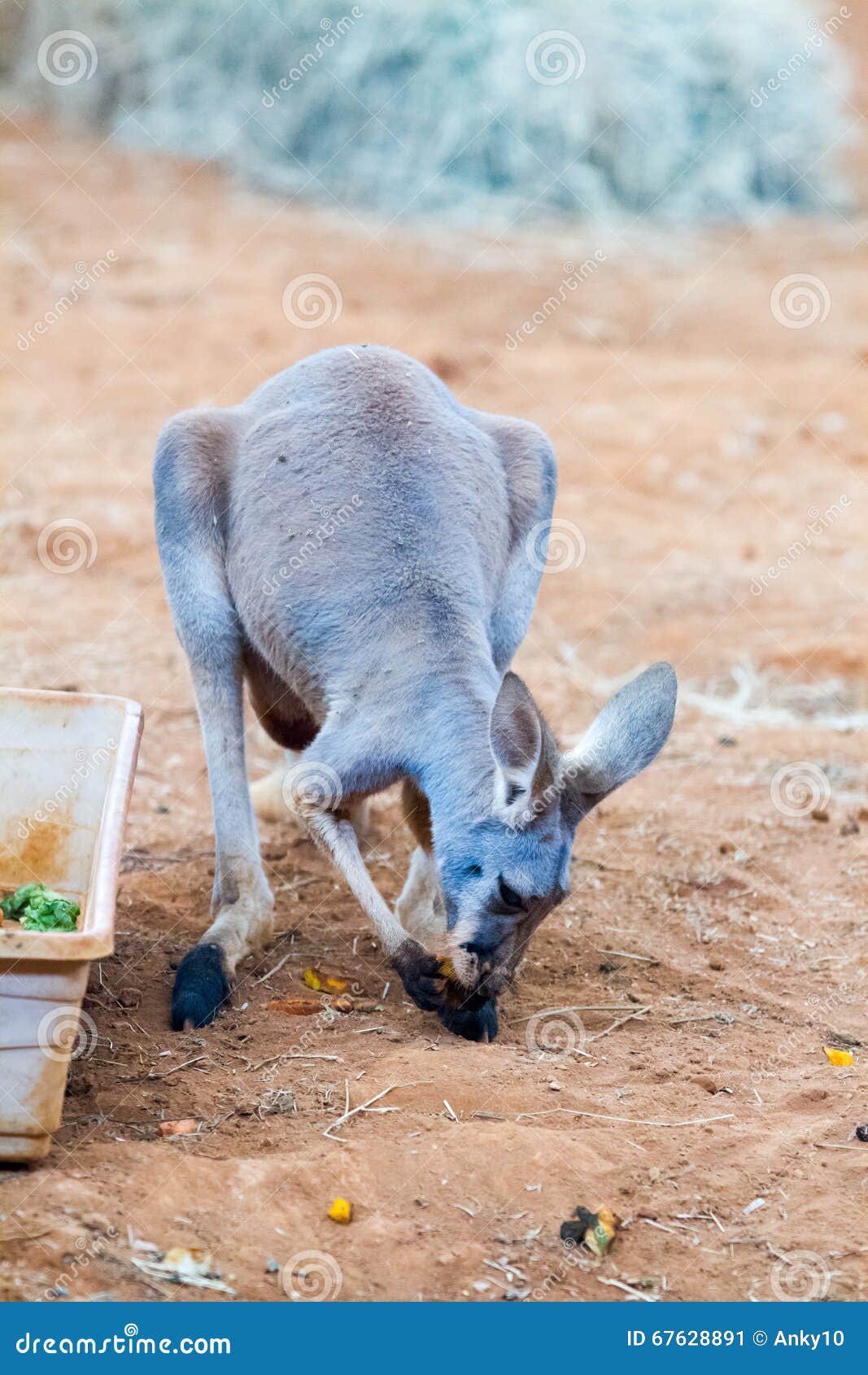 Red kangaroo stock image. Image of beach, cute, joey - 67628891