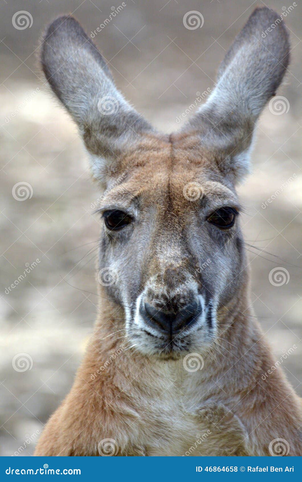 Red kangaroo stock photo. Image of wildlife, park, looking - 46864658