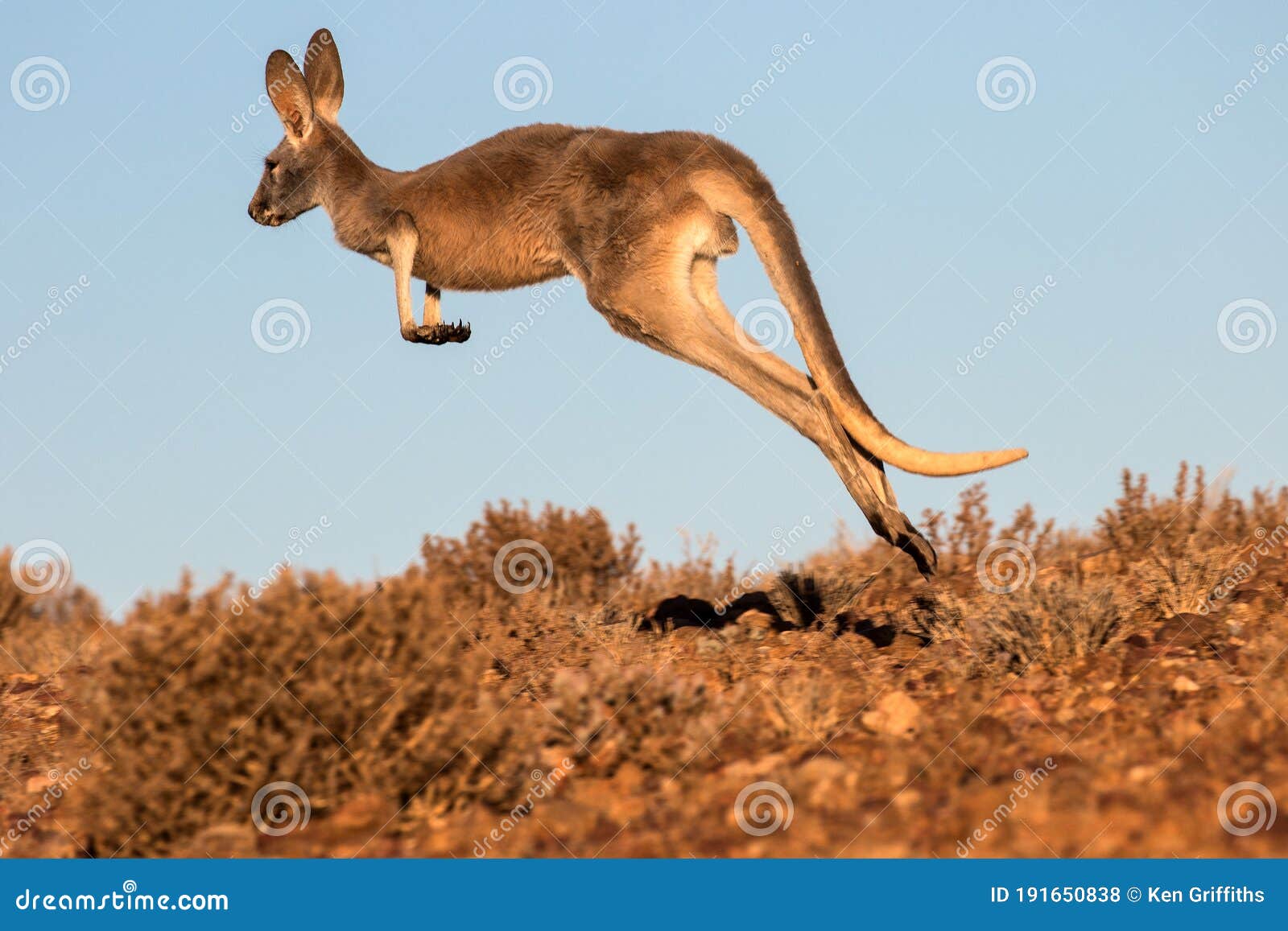 Red Kangaroo stock photo. Image of kangaroo, leaping - 191650838