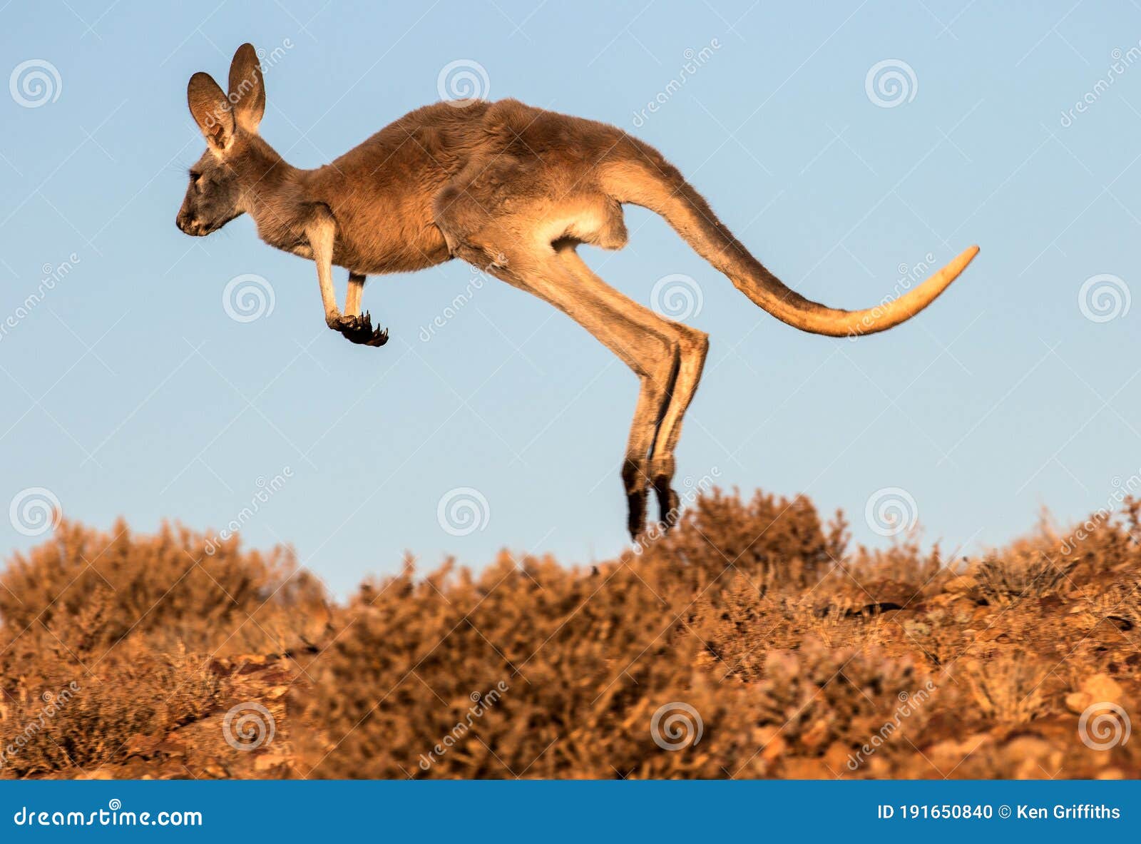 Red Kangaroo stock photo. Image of australia, macropod - 191650840