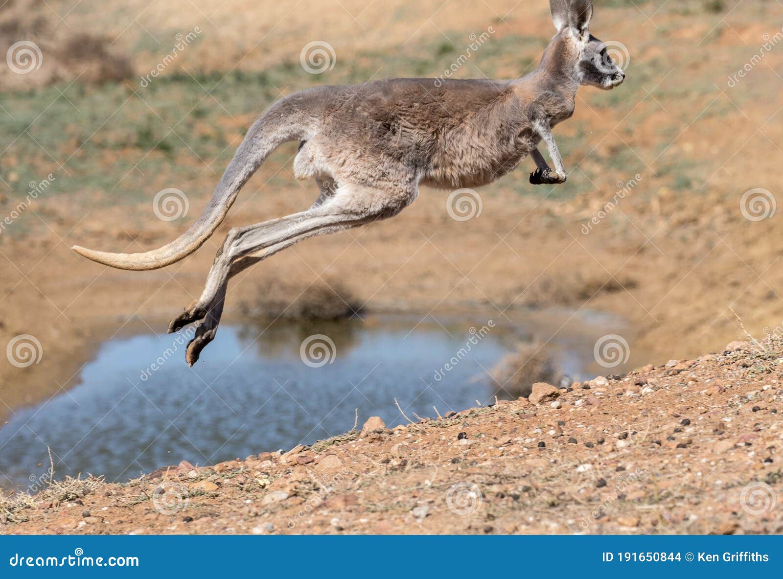 Red Kangaroo stock photo. Image of nature, australia - 191650844