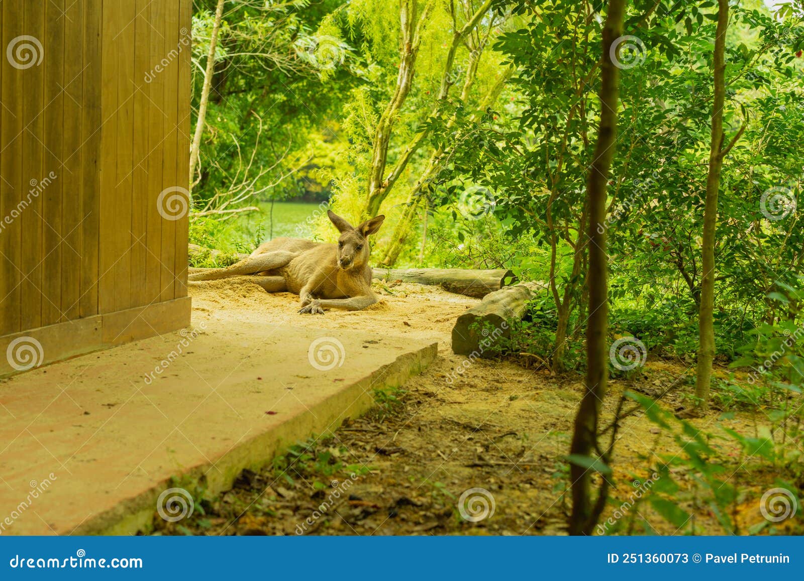Red kangaroo stock image. Image of freedom, plant, grass - 251360073