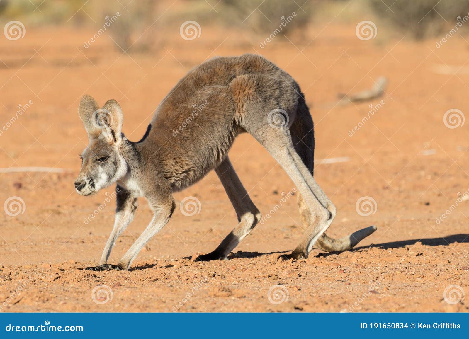 Red Kangaroo stock photo. Image of macropod, soil, wildlife - 191650834