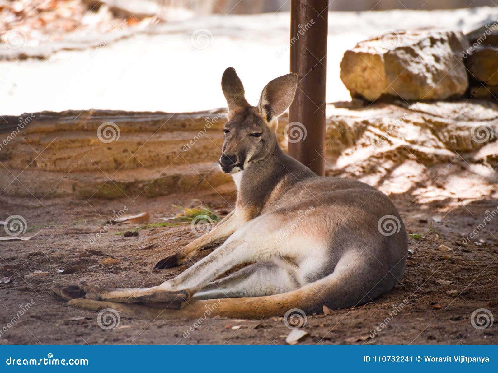 Red kangaroo stock image. Image of park, marsupial, brown - 110732241