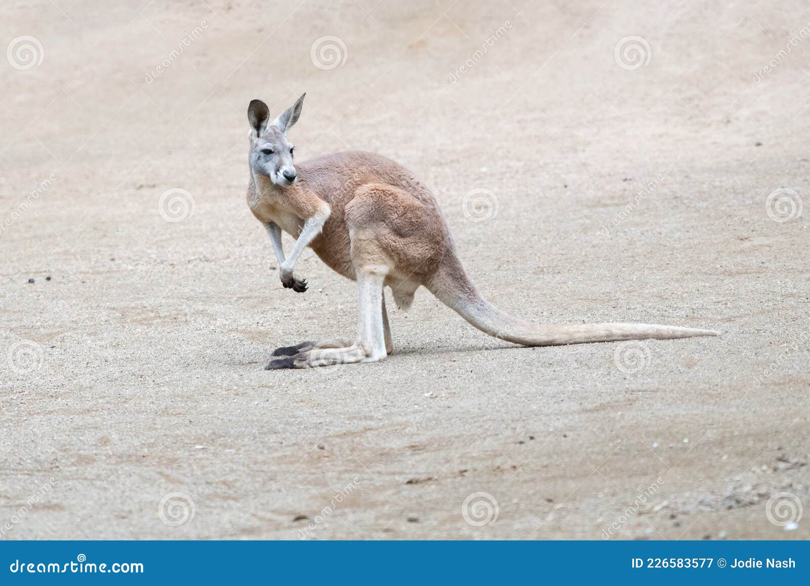 Red Kangaroo in the Remote Empty Plain. Stock Image - Image of looking ...
