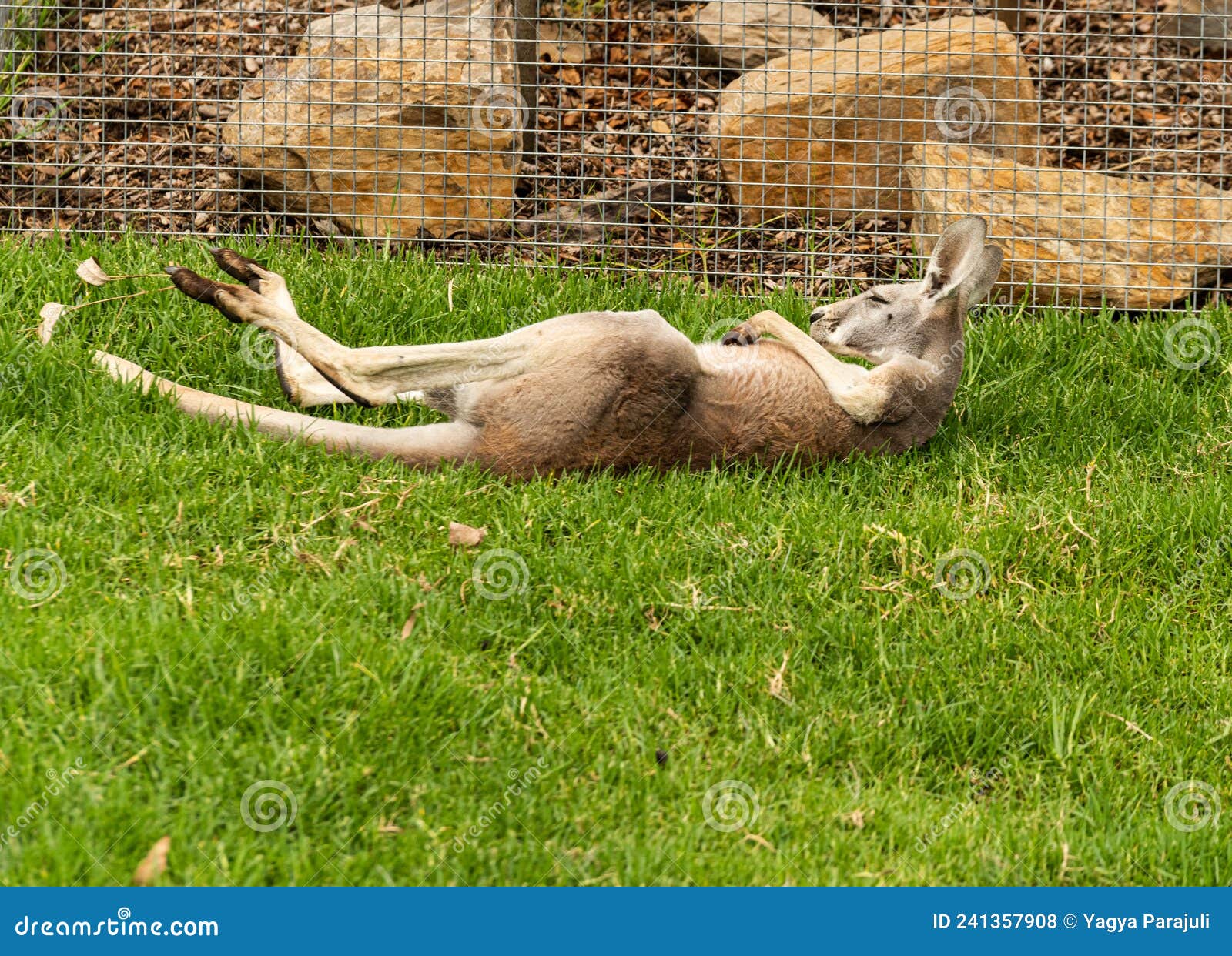 Red Kangaroo resting stock photo. Image of feeding, green - 241357908