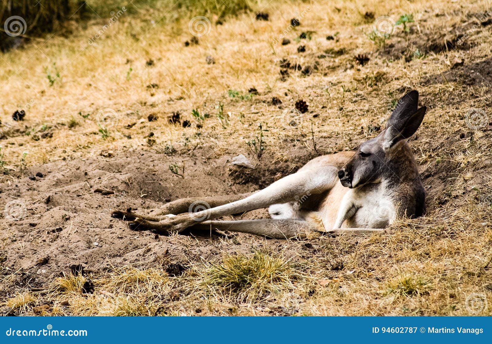 Red Kangaroo resting stock image. Image of australia - 94602787