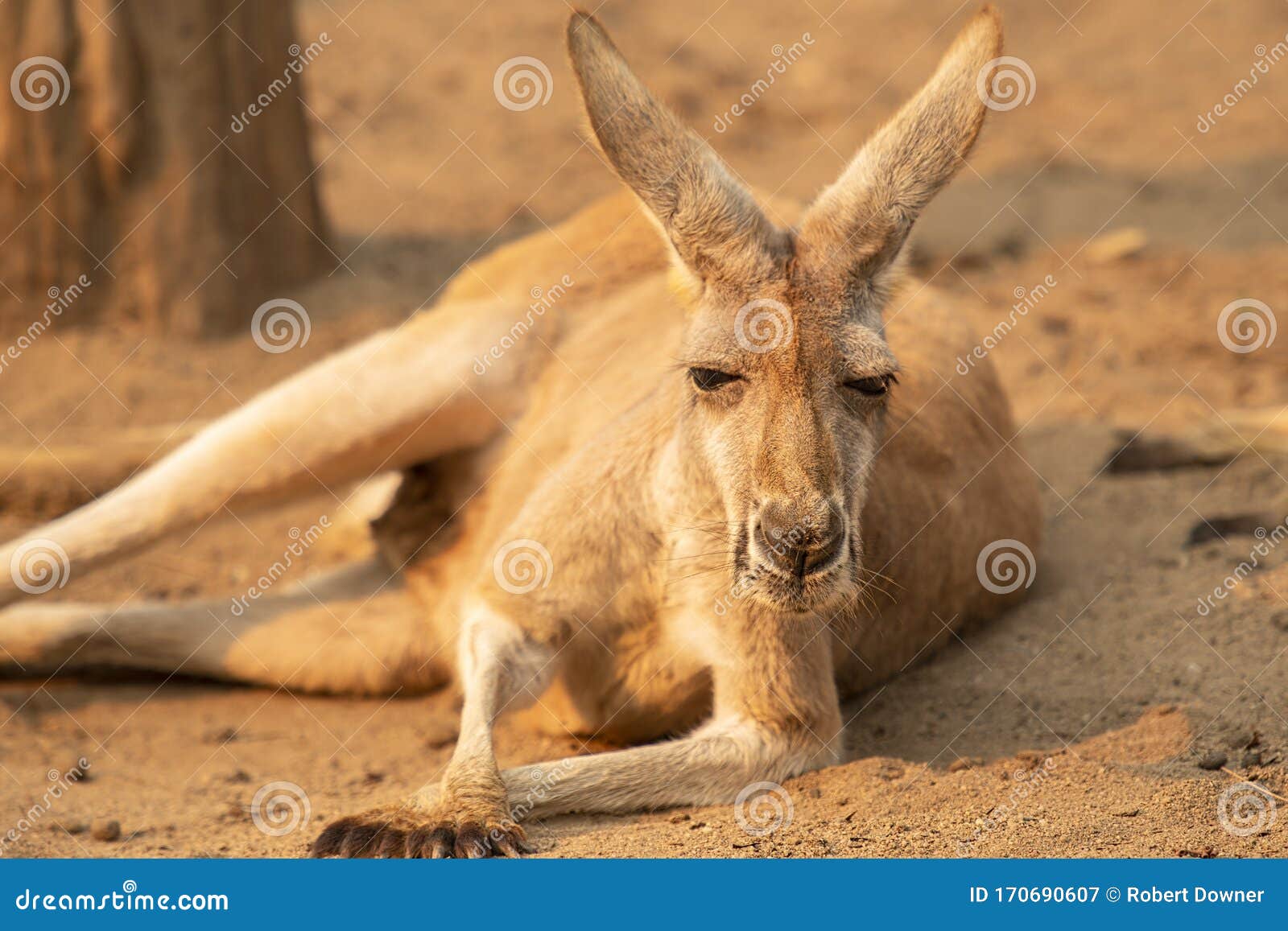 Red kangaroo stock image. Image of kangaroo, australia - 170690607