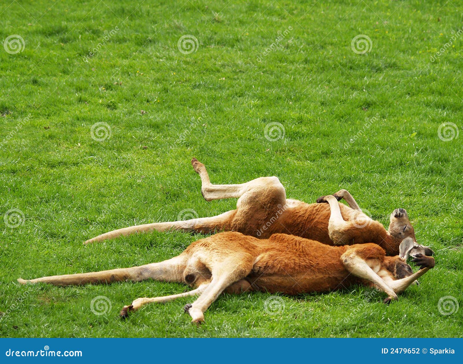 Red kangaroo sleeping stock photo. Image of relax, rest - 2479652