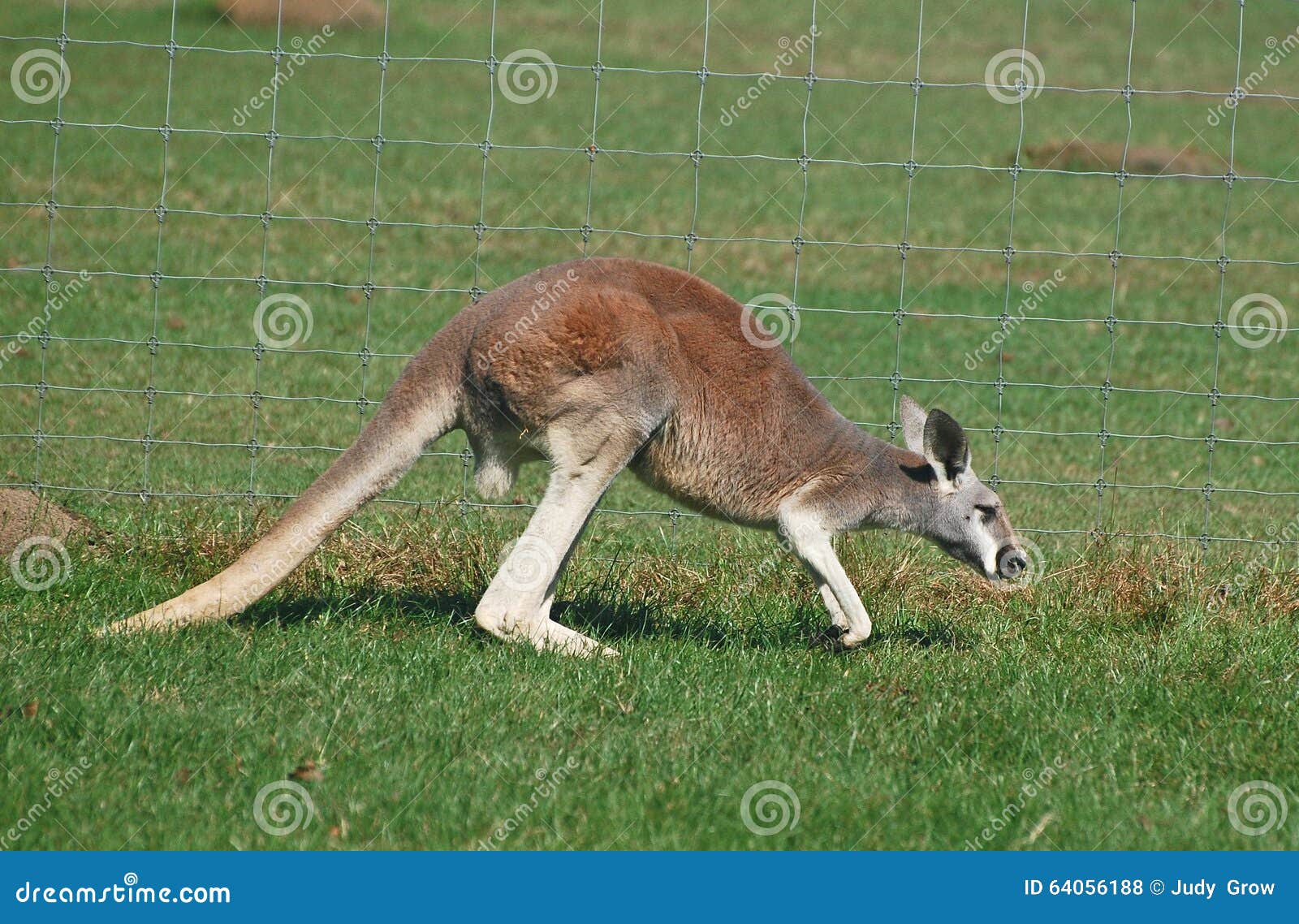 Red Kangaroo stock photo. Image of hind, long, pouch - 64056188