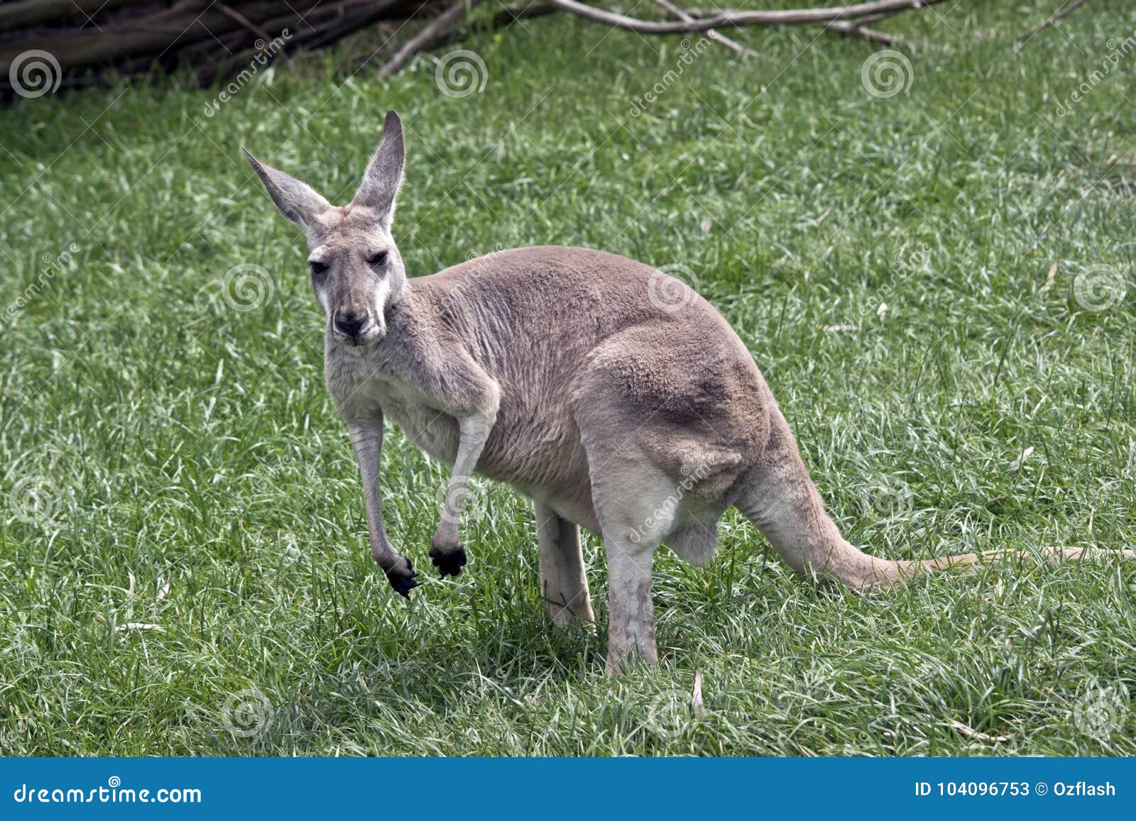 Red kangaroo standing stock image. Image of black, standing - 104096753