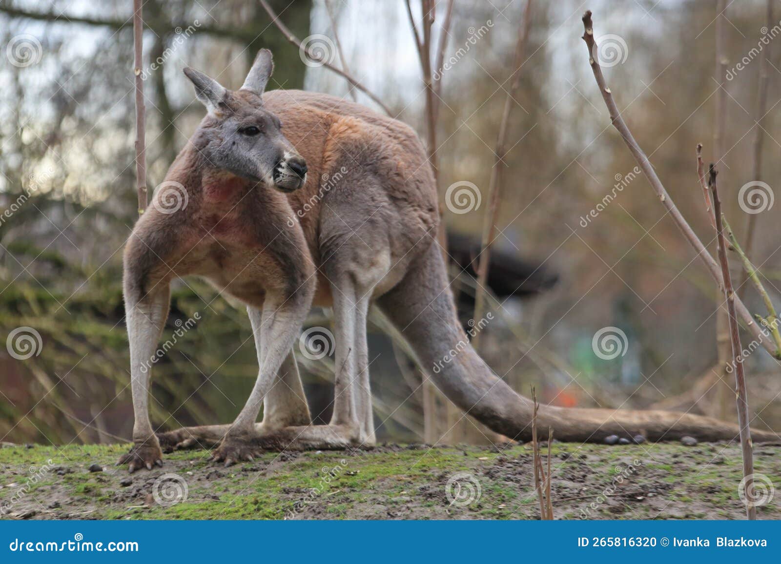 Red kangaroo stock photo. Image of nature, gazing, kangaroo - 265816320