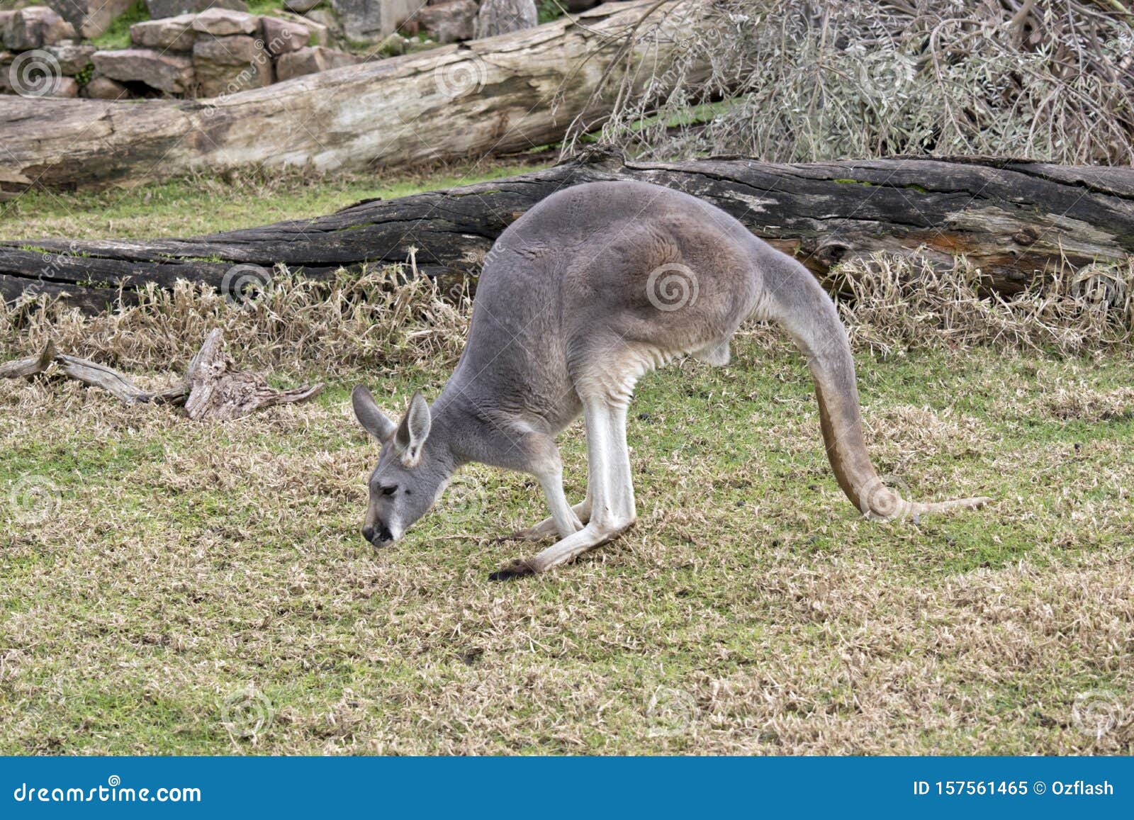 A red kangaroo walking stock image. Image of beauty - 157561465
